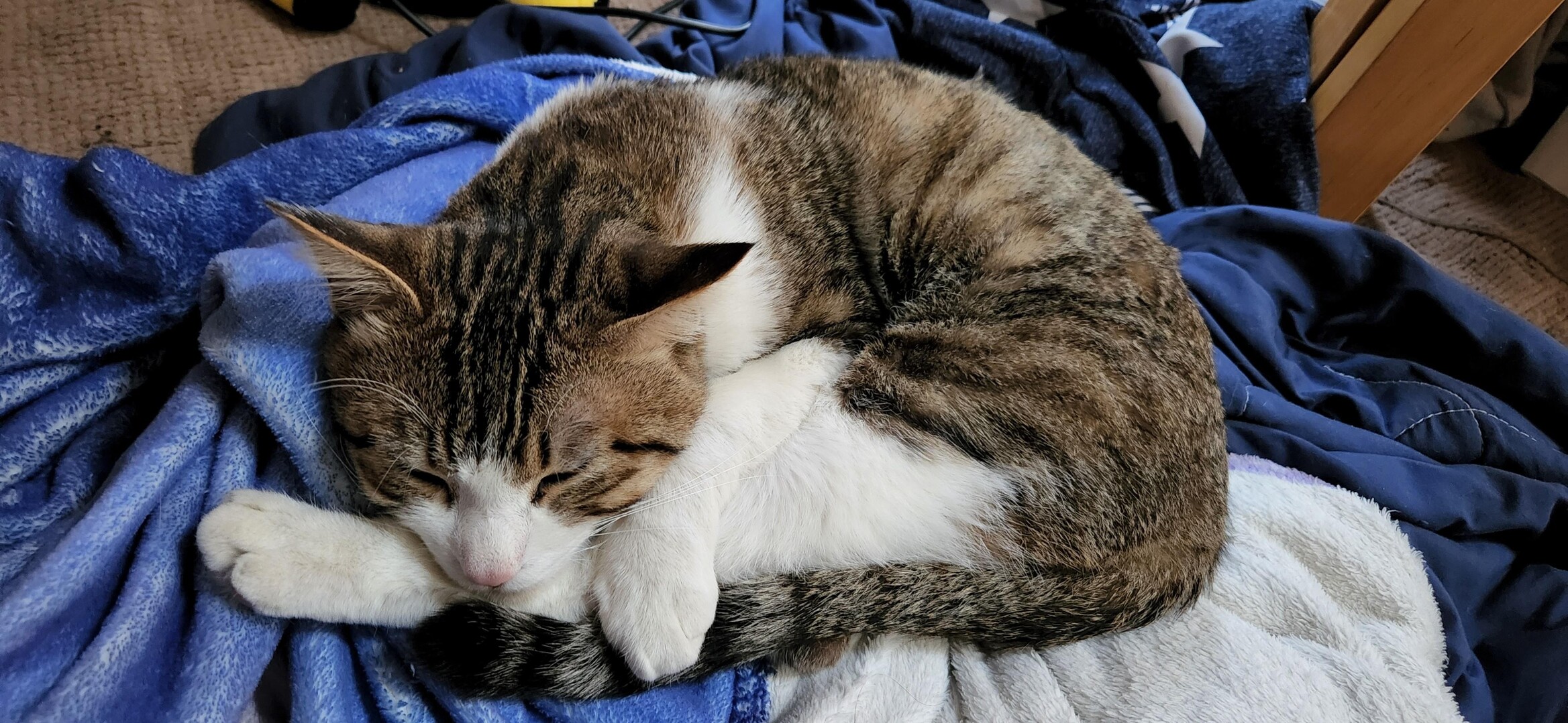 脱走して約3週間後に帰ってきたチイコ 長... / yasutakaさんのモーメント | YAMAP / ヤマップ