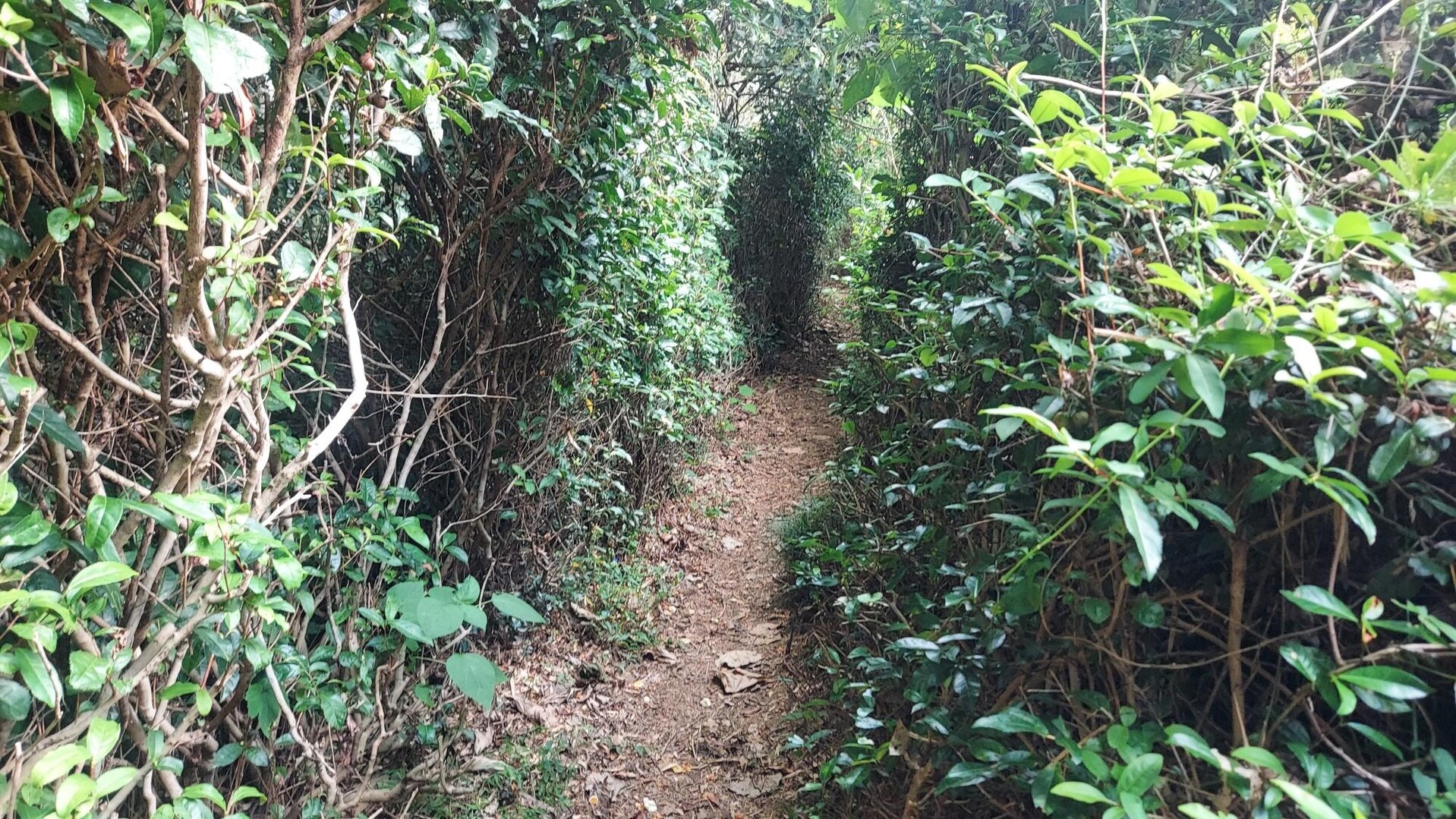 piropiroさんの投稿したフィールドメモ | YAMAP / ヤマップ