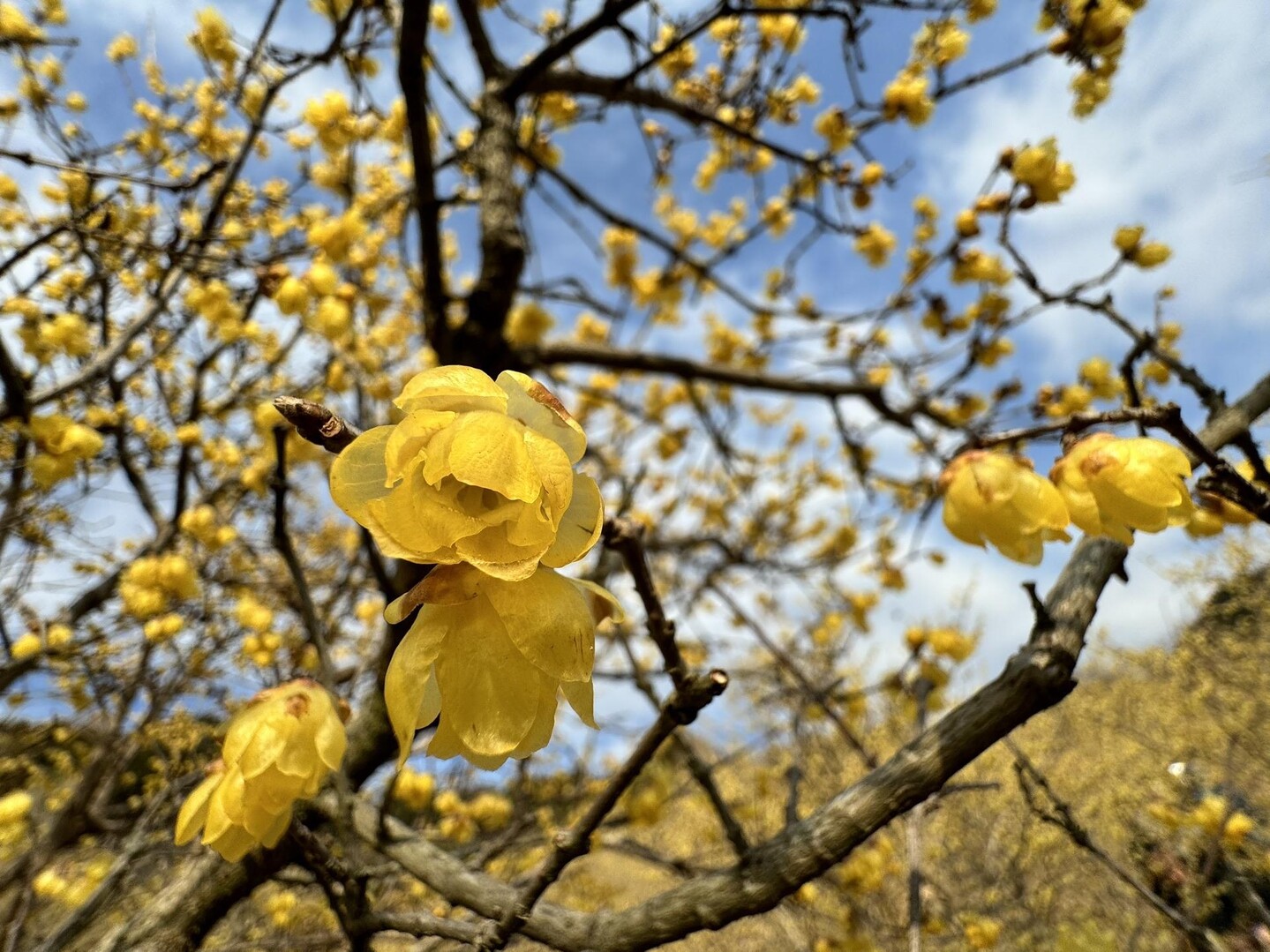 寄ロウバイ祭-2024-02-03 / 🐰Lininha(Lina)🐢🐇さんの高松山・大野山の活動データ | YAMAP / ヤマップ