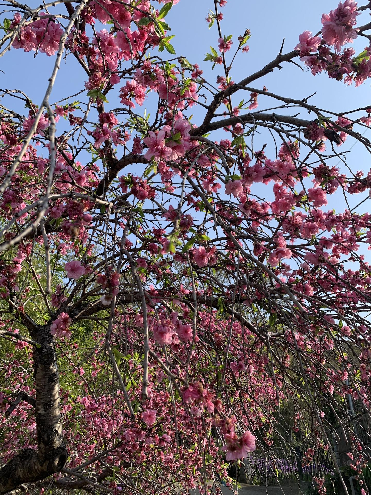 春山 新緑と花の季節に / nao_104186さんの筑波山の活動データ | YAMAP / ヤマップ