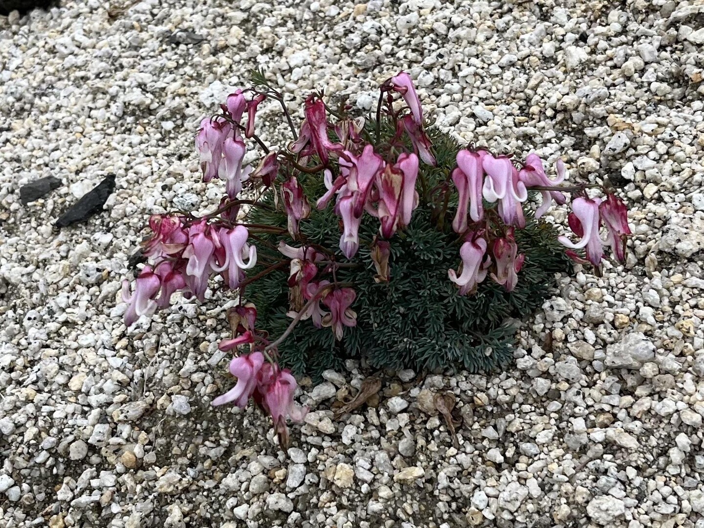 合戦沢の頭・燕岳 / kyoroさんの燕岳・餓鬼岳・唐沢岳の活動データ | YAMAP / ヤマップ