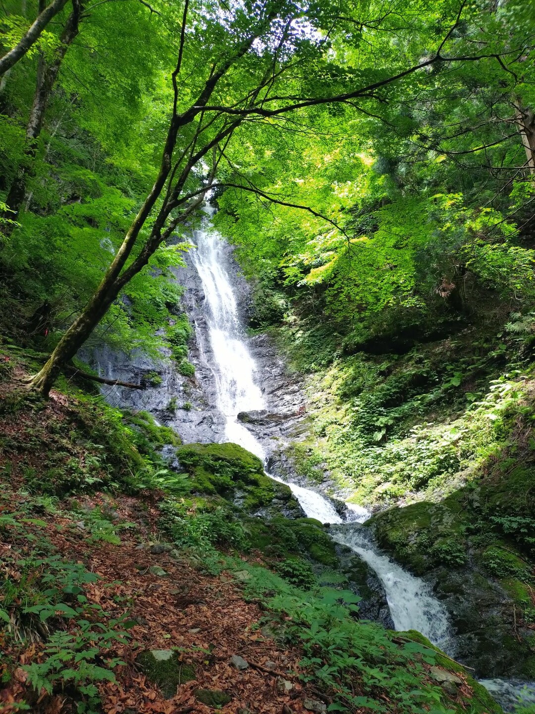 泉山 滝コース / ya.junさんの泉山・井水山・黒沢山の活動データ | YAMAP / ヤマップ