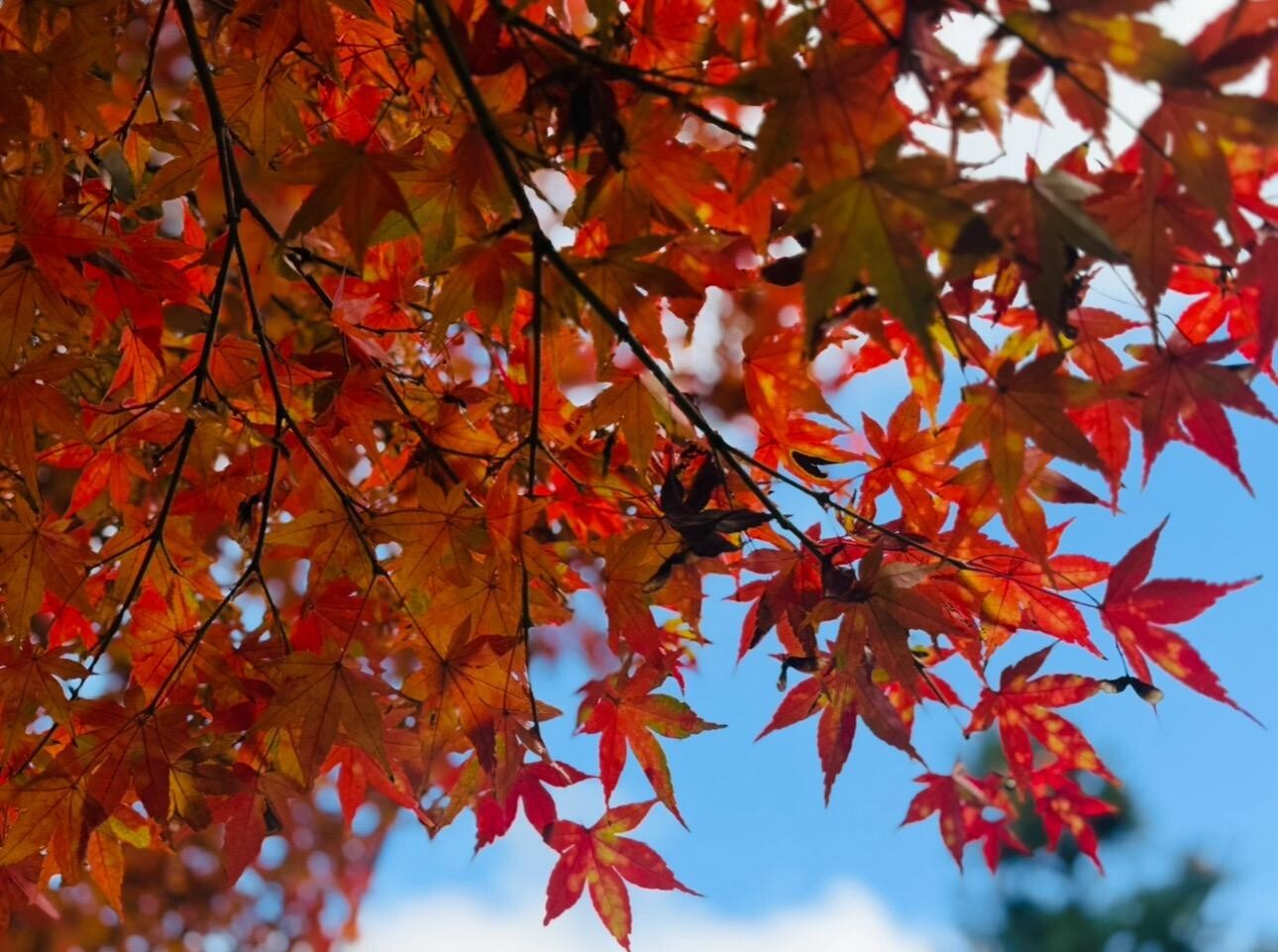 2024.11.27 澤乃井 in青梅市... / ayakaさんのモーメント | YAMAP / ヤマップ