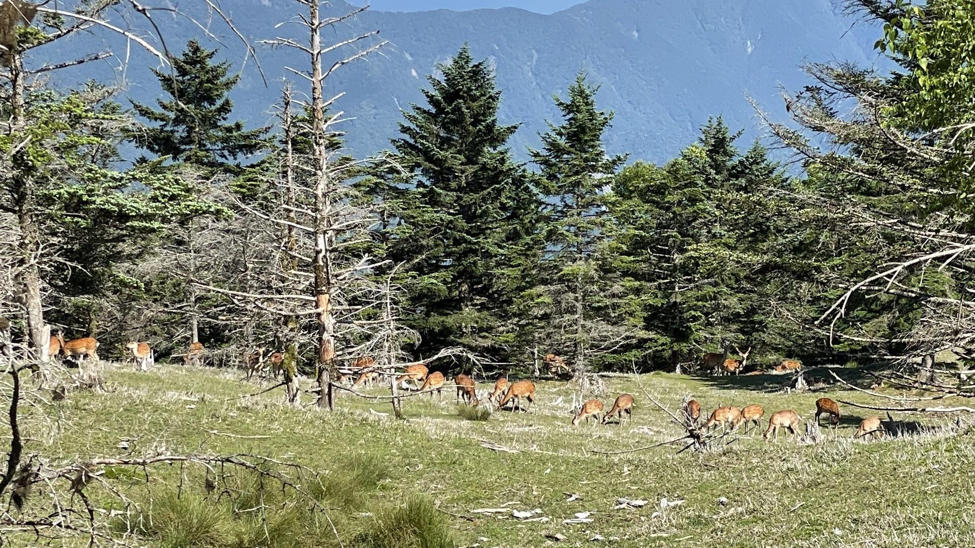 ここはシカの天国かな…山伏 🦌🦌🦌 / pickji28さんの山伏・八紘嶺・笹山の活動データ | YAMAP / ヤマップ