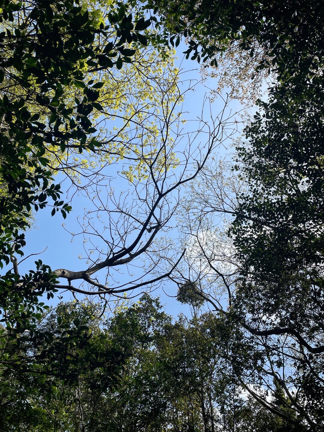 四ノ谷山 / mayumikoさんの紀泉アルプス・飯盛山・ボンデン山の活動データ | YAMAP / ヤマップ