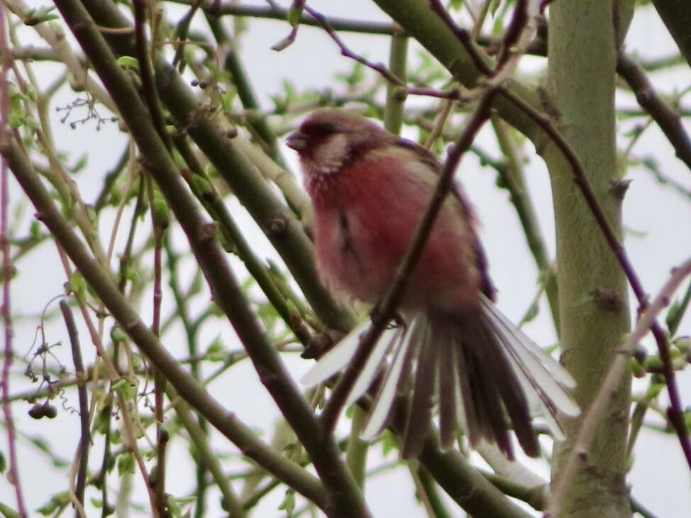 東大阪市と淀川河川敷で鳥活☺️ / otaksaさんの大阪市の活動データ | YAMAP / ヤマップ