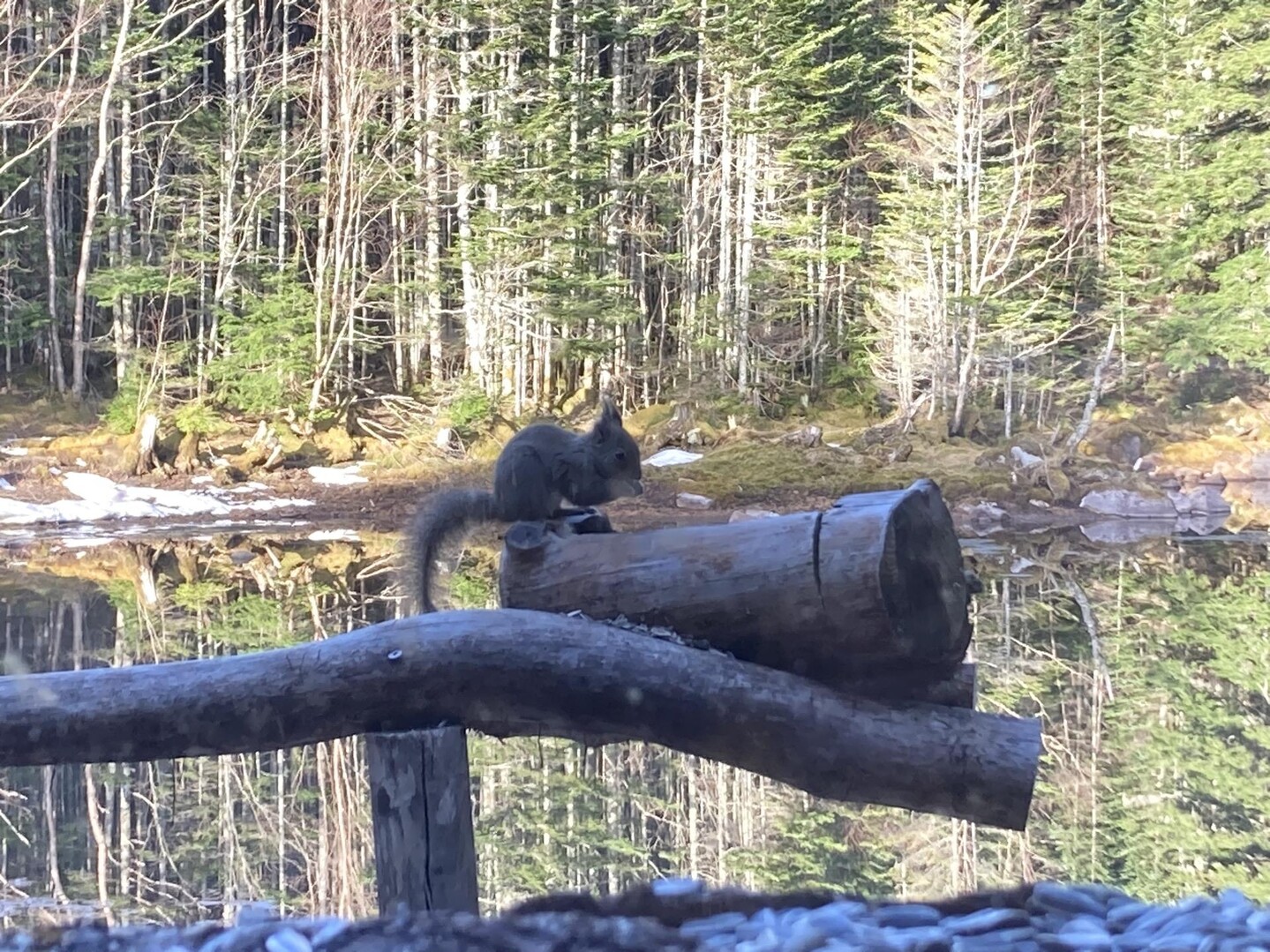 しらびそ小屋🐿️とにゅう⛰️ / ikukoさんの八ヶ岳（赤岳・硫黄岳・天狗岳）の活動データ | YAMAP / ヤマップ