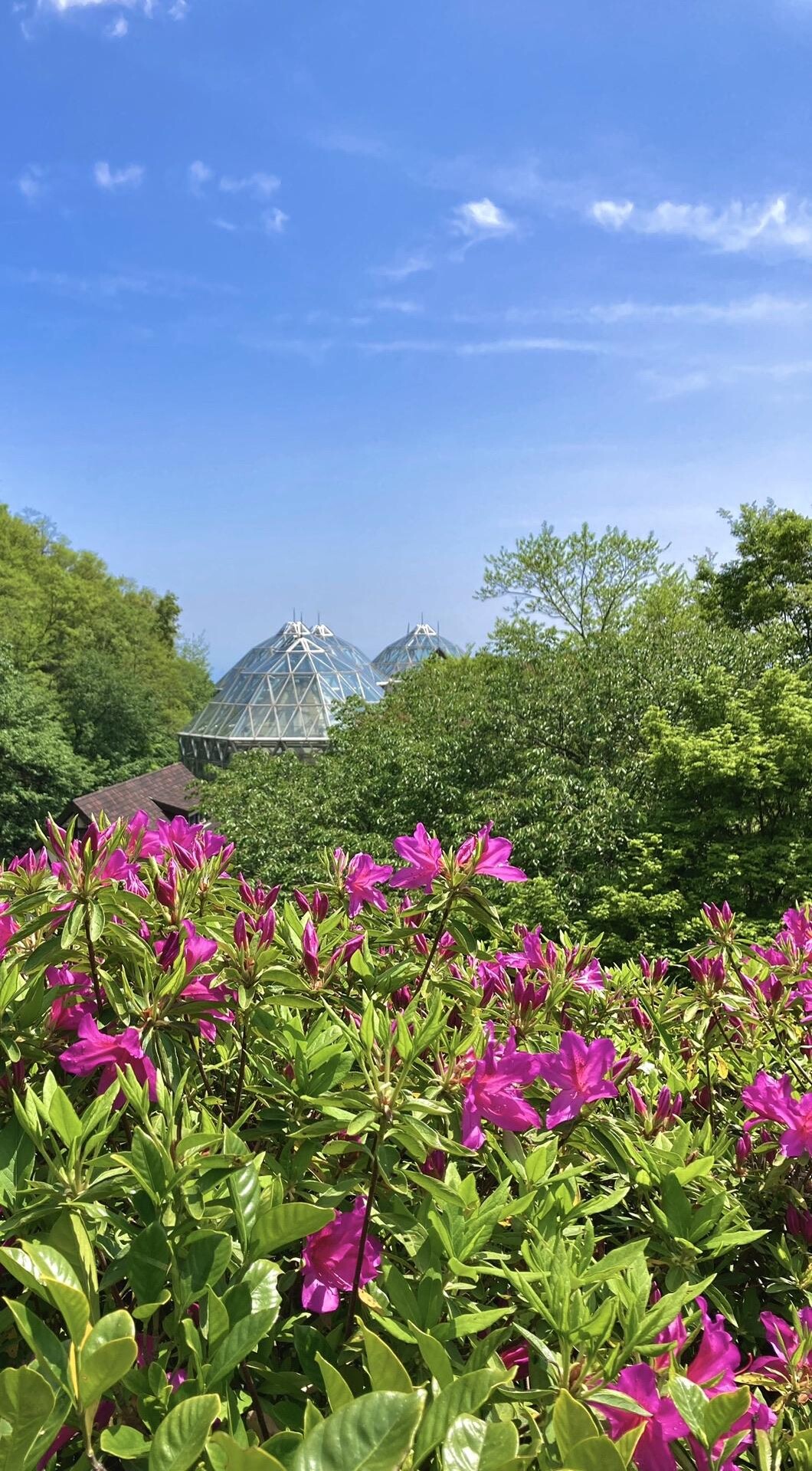 布引ハーブ園にハイキングに行ってきました... / chieさんのモーメント | YAMAP / ヤマップ