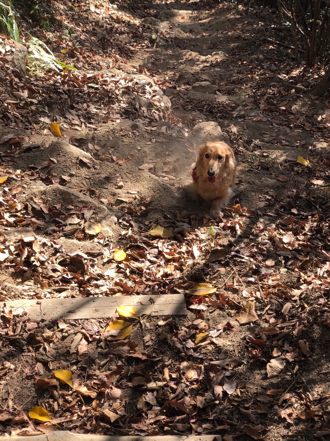 愛犬とともに 高坪山・丸山・青の山・大日山・坂の上山 / idasさんの小富士山・御旅山・高坪山の活動データ | YAMAP / ヤマップ