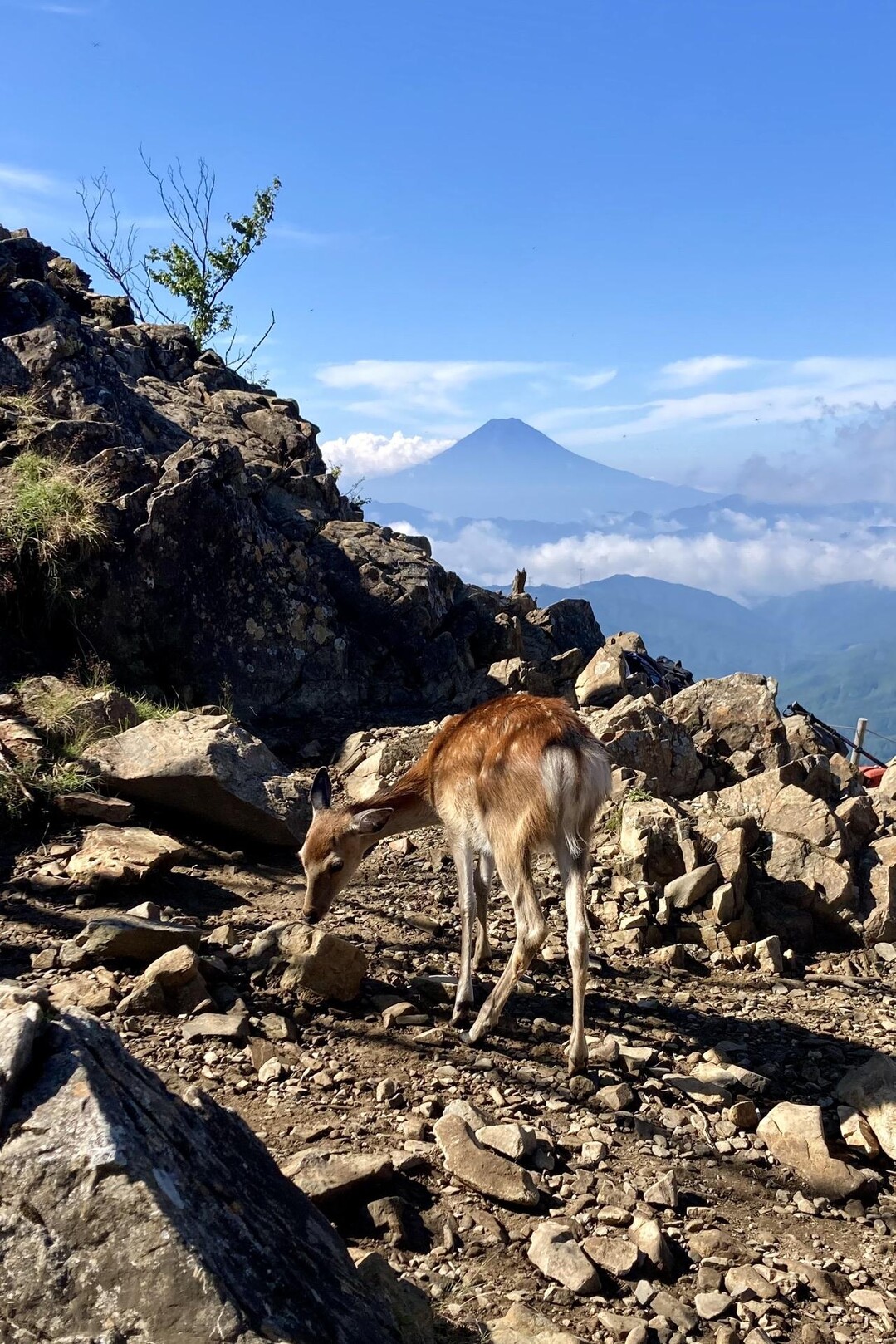 山の日に / j.revoさんの大菩薩嶺・鶏冠山・大マテイ山の活動データ | YAMAP / ヤマップ