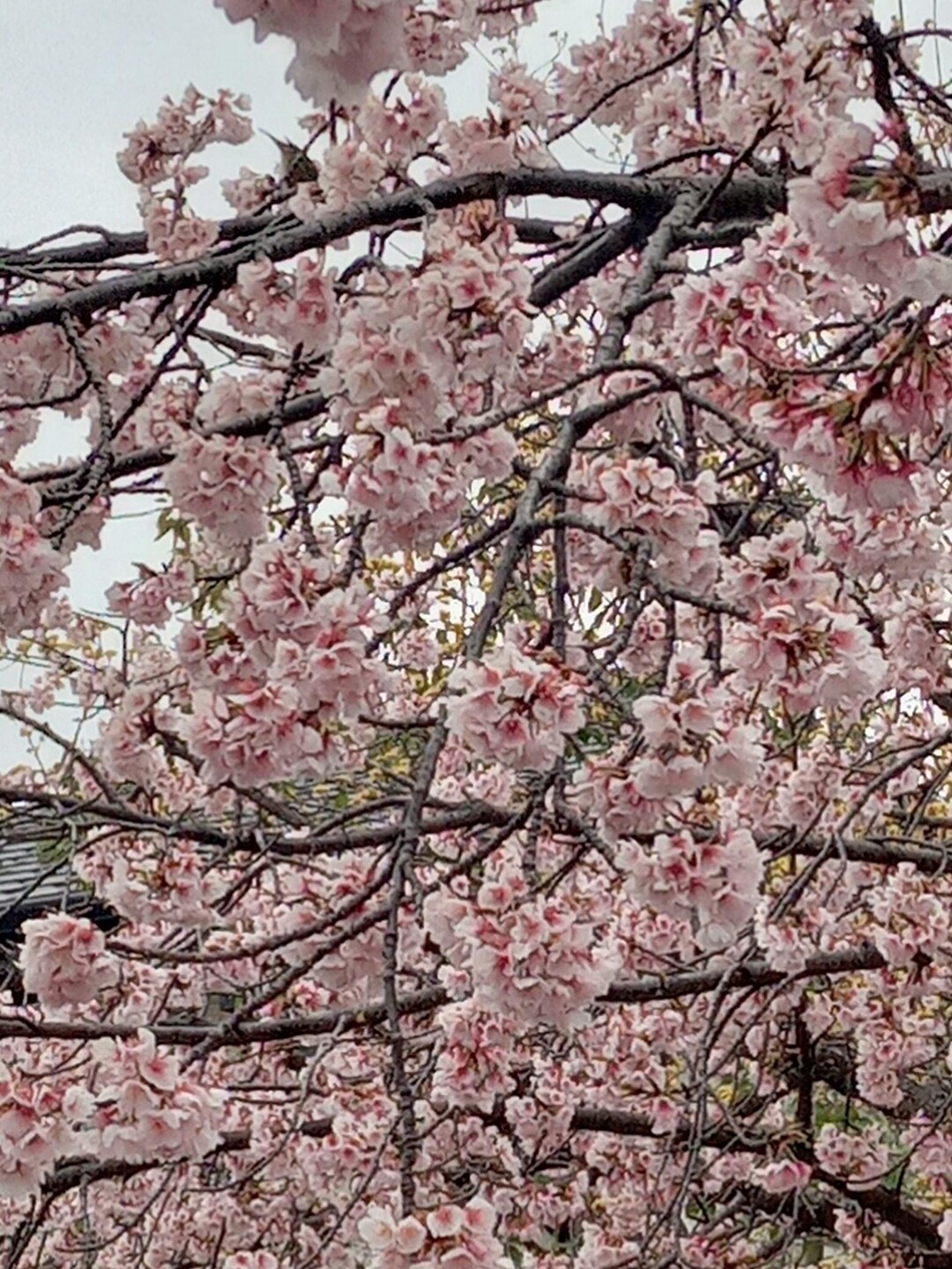 娘の同級生 ちゃんのお母さんに会いました... / yuusenさんのモーメント | YAMAP / ヤマップ