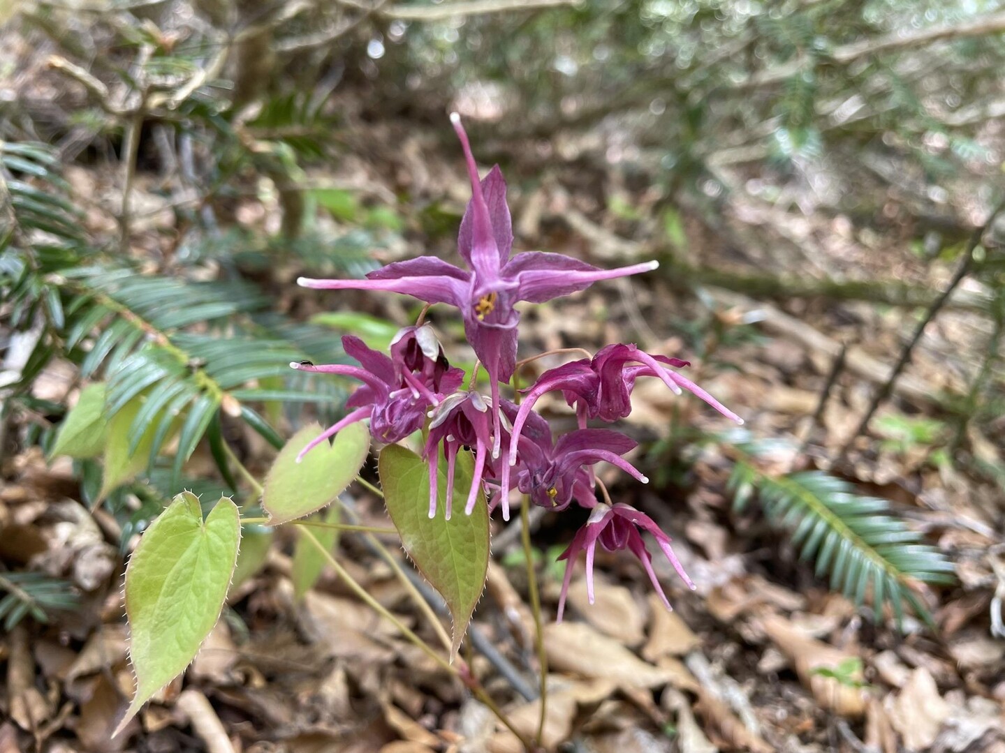 花の横山岳・横山岳（東峰） / noriさんの横山岳・墓谷山の活動データ | YAMAP / ヤマップ