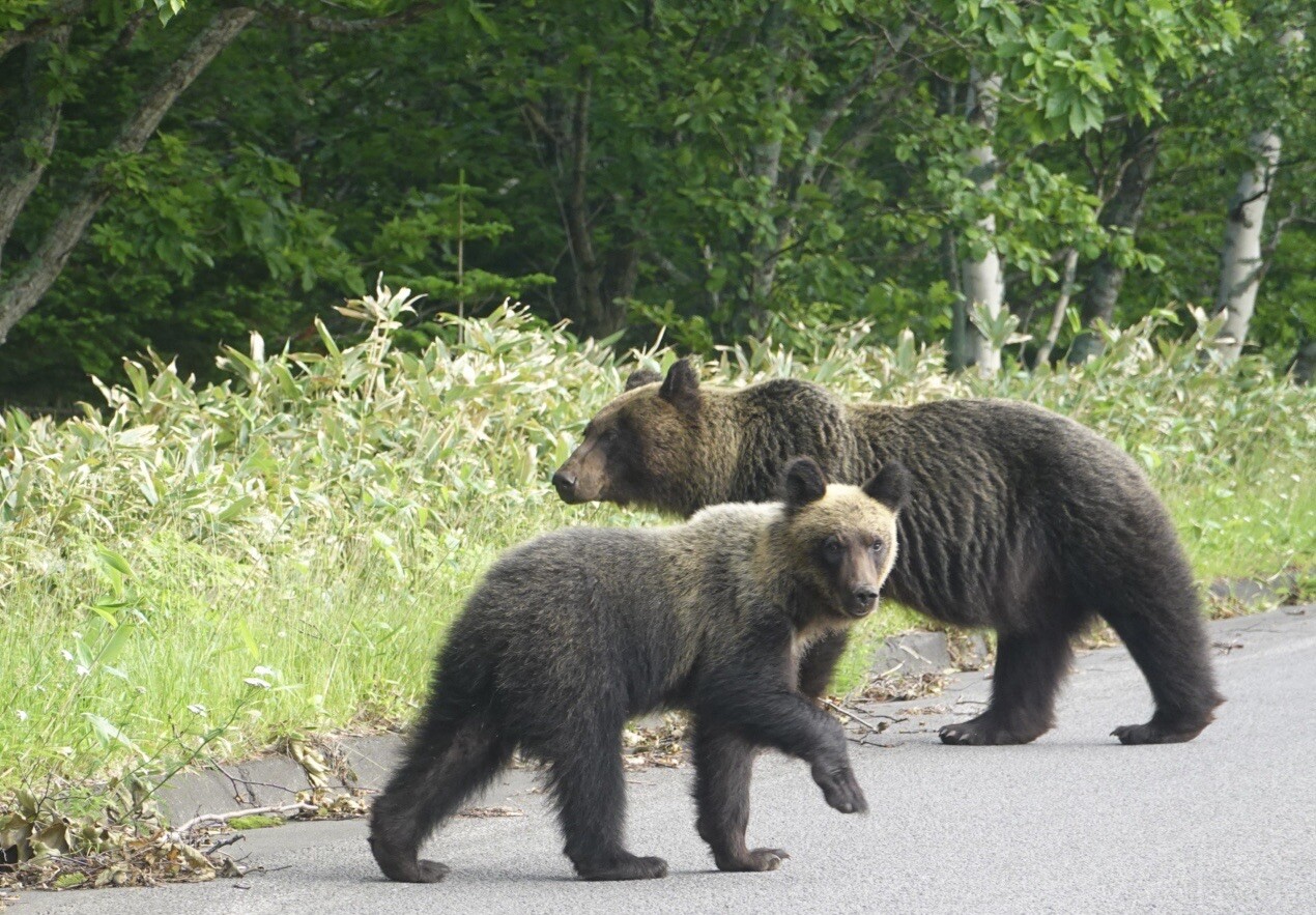 ヒグマに遭遇。親子連れか？ 知床五湖へ... / koyunisoさんのモーメント | YAMAP / ヤマップ