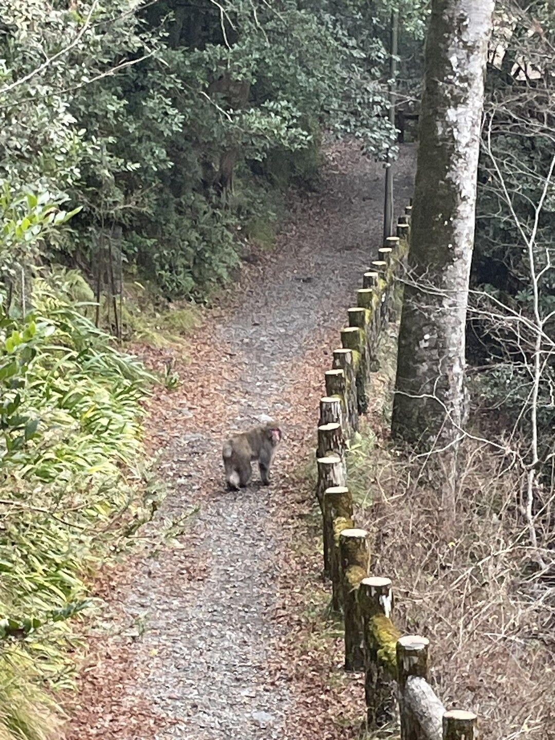 箕面大滝(大阪) までのウォーキング 初猿 / otorinさんの六個山・鉢伏山・明ヶ田尾山・五月山の活動データ | YAMAP / ヤマップ