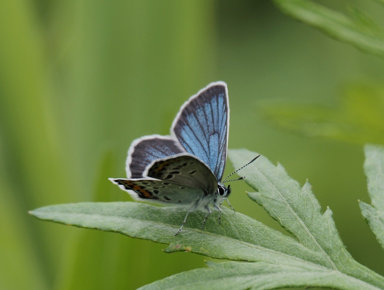 撮ったのは6月ですが、アサマシジミです。... / JICKさんのモーメント | YAMAP / ヤマップ