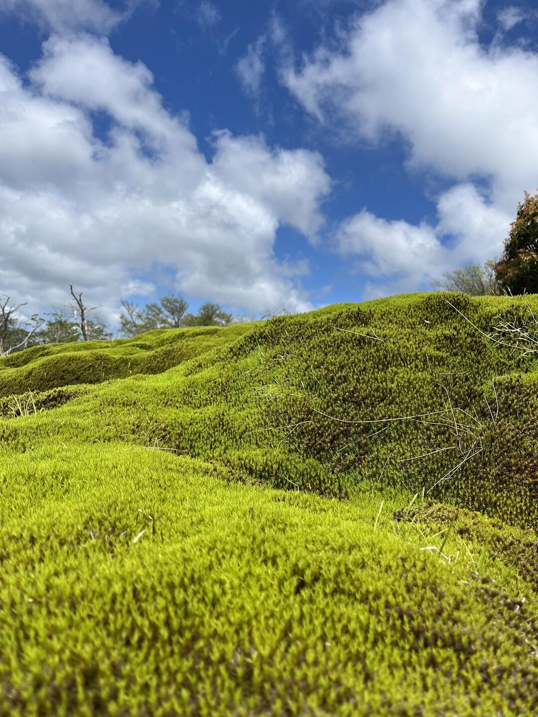 Moss waves🌊 / いっし～さんの綿向山の活動データ | YAMAP / ヤマップ