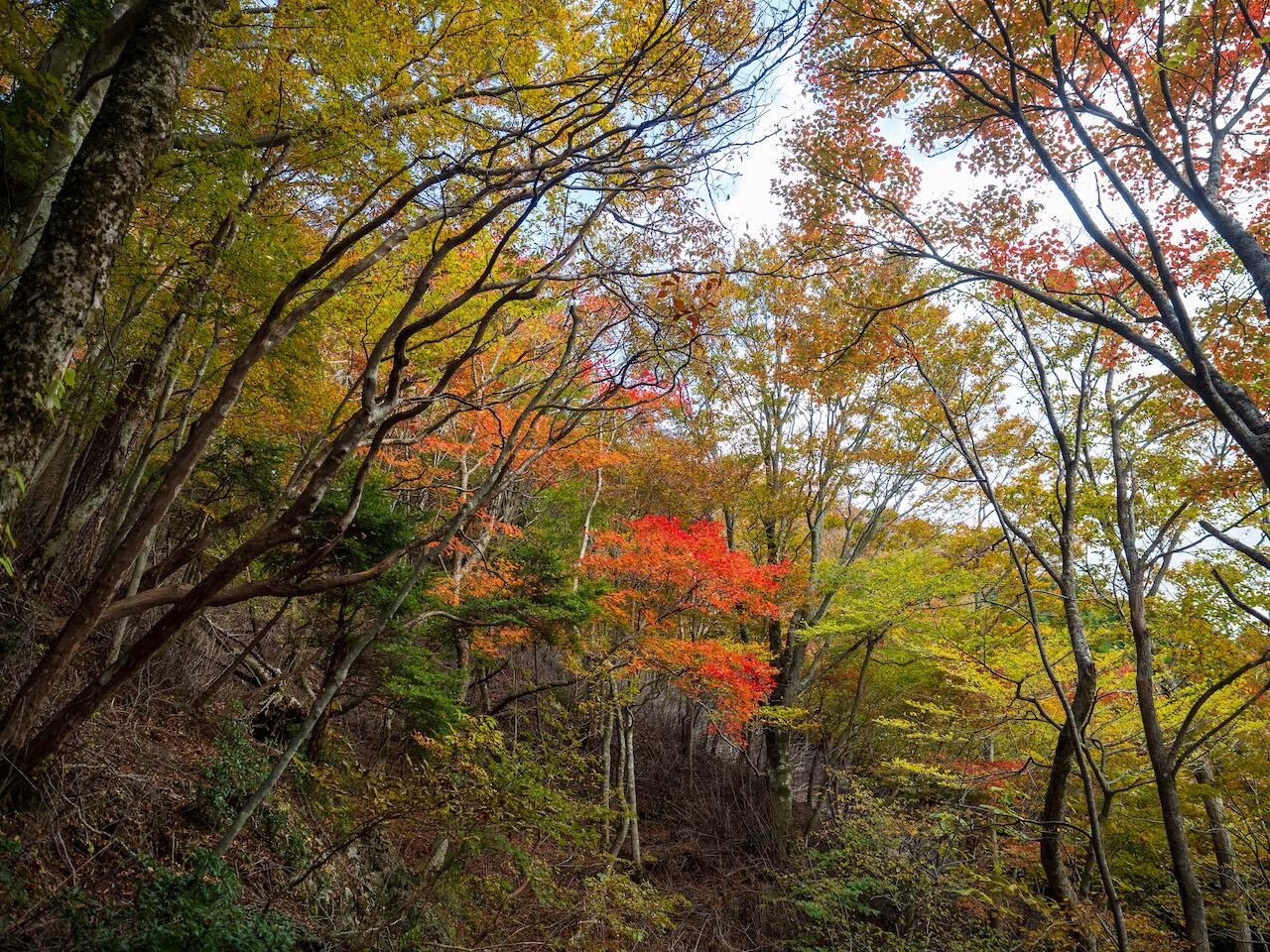 祖母山（ツアー） / fujitacさんの祖母山の活動データ | YAMAP / ヤマップ