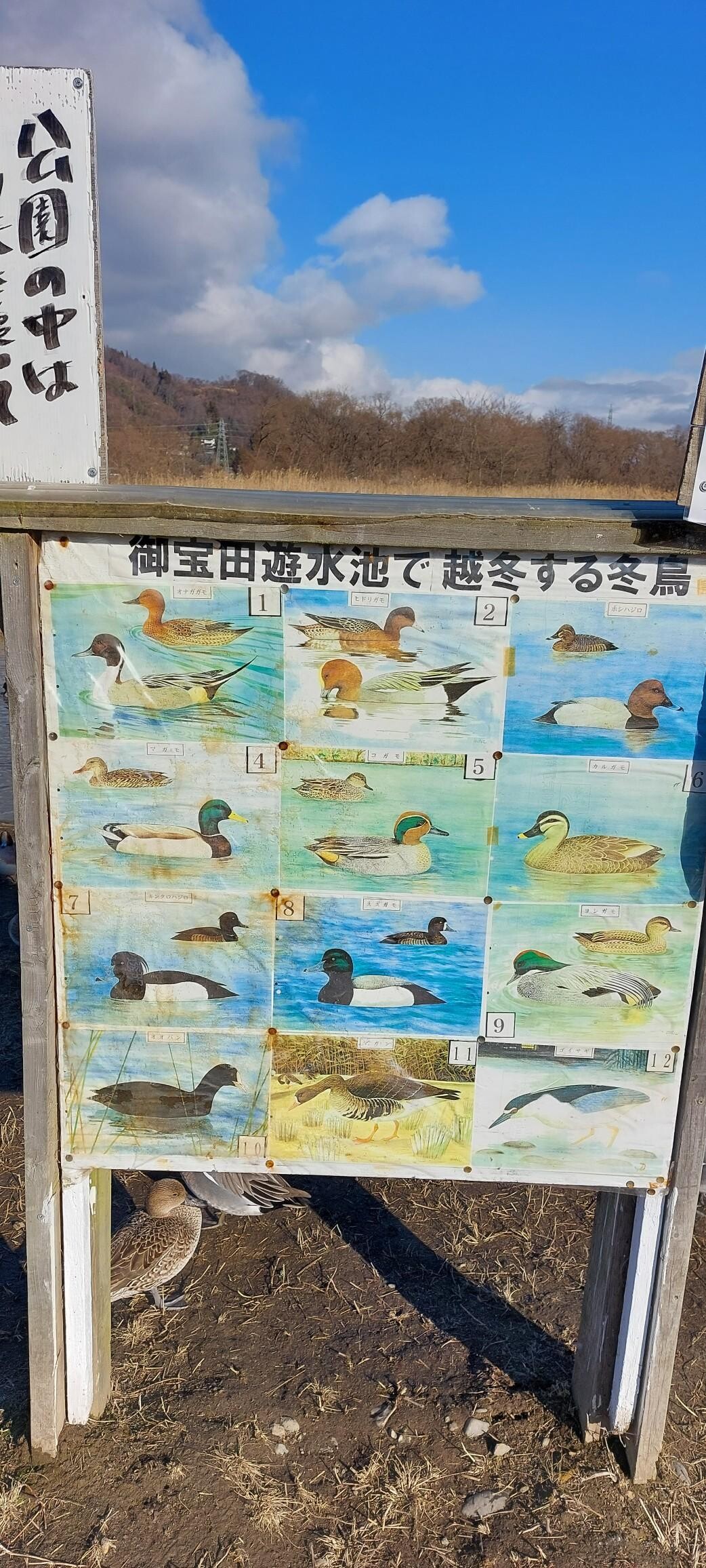 安曇野の御宝田 白鳥はお出かけ中でしたが... / Rockyさんのモーメント | YAMAP / ヤマップ