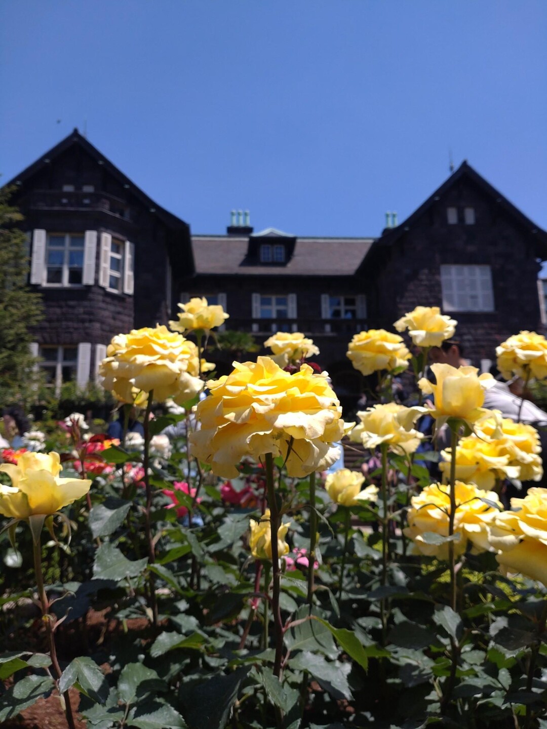 もはや、おばあちゃんの原宿じゃあない巣鴨散歩🫣 / あこちゃんさんのウォーキングの活動データ | YAMAP / ヤマップ