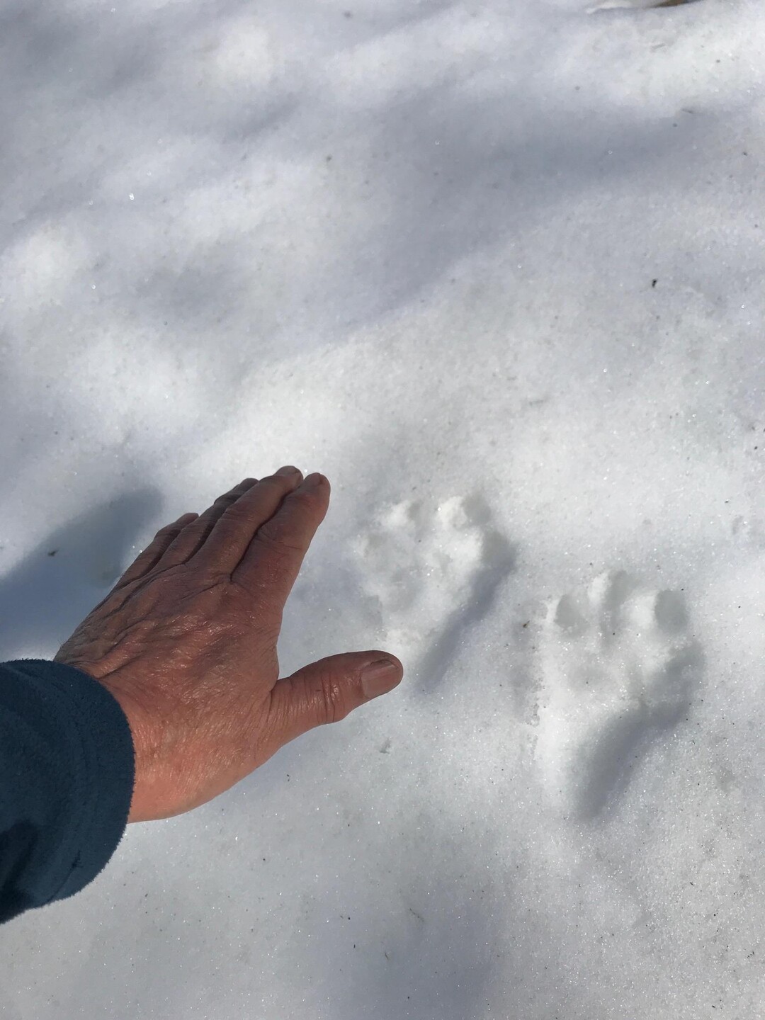 堅雪なので[工藤ノ平]へ / さちGさんの岩手山・八幡平・安比高原 50km トレイルの活動データ | YAMAP / ヤマップ