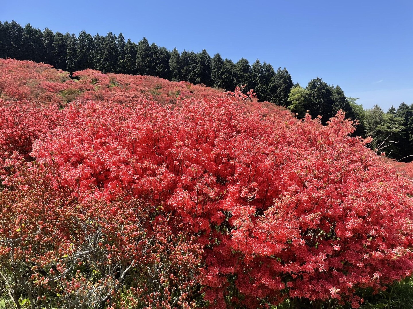 大和葛城山 #ツツジ / k-m-uさんのモーメント | YAMAP / ヤマップ