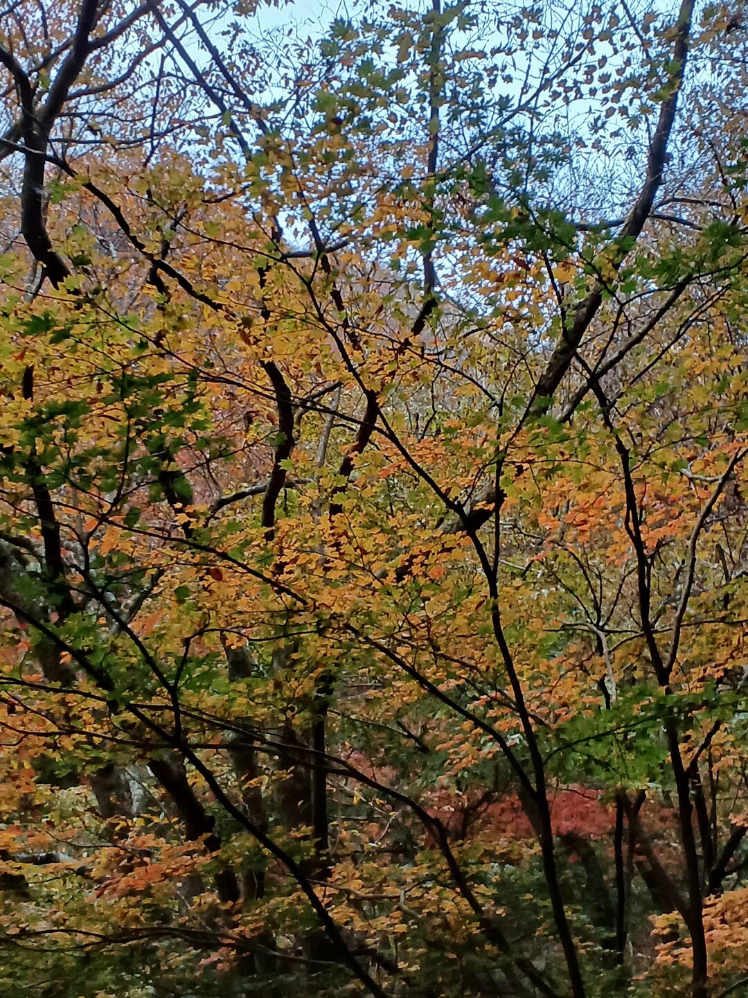 鈴北岳・御池岳 / まことさんの藤原岳・御池岳の活動日記 | YAMAP / ヤマップ