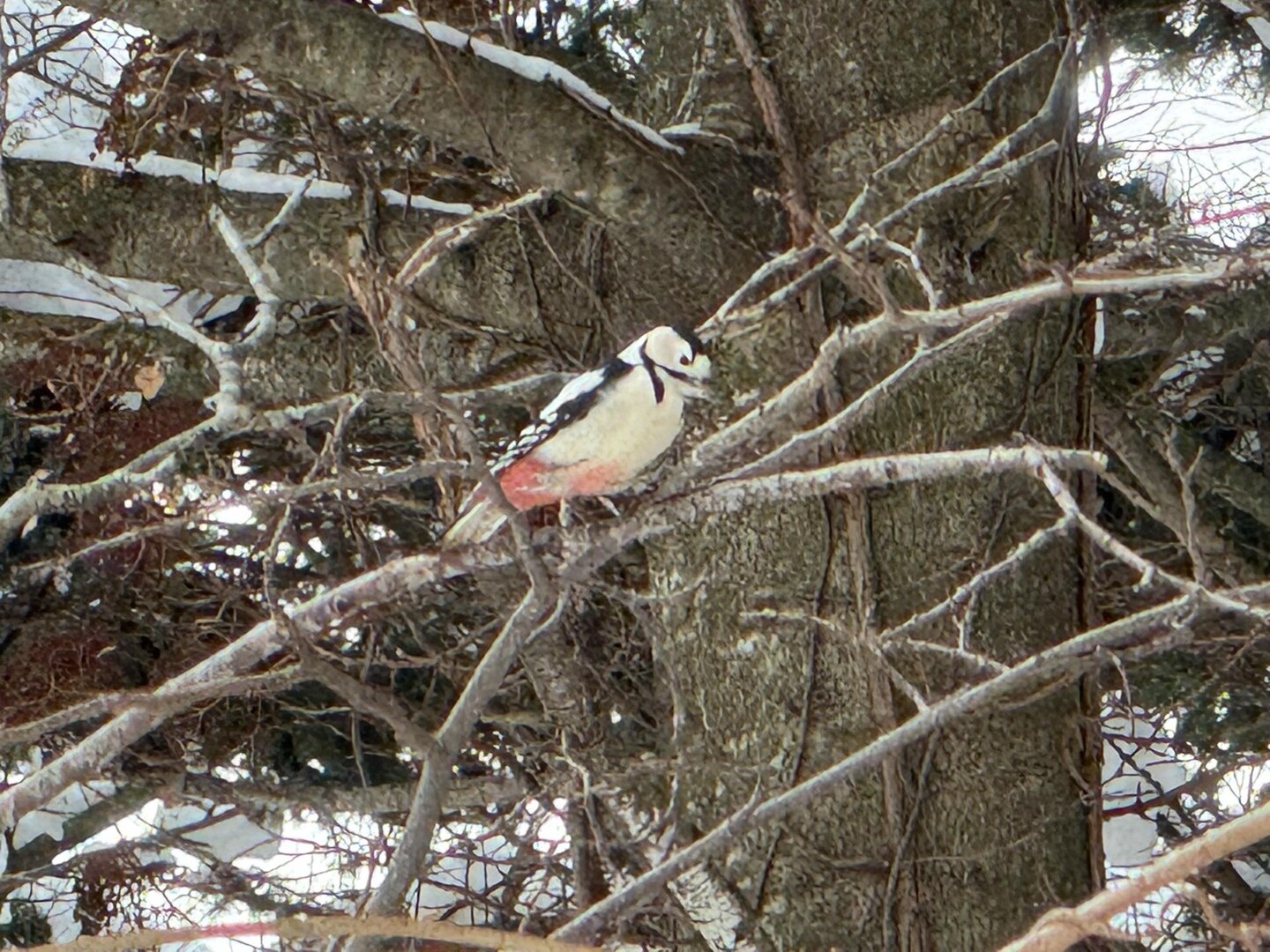 雪の瀞台(馬追山） / mokoさんの馬追丘陵・長官山・瀞台（馬追山）の活動日記 | YAMAP / ヤマップ