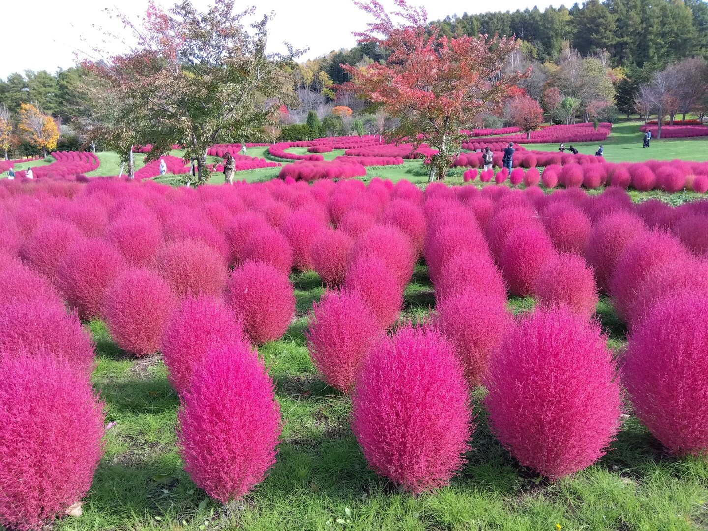 20241021コキアinゆにガーデン / K-ta.wさんのモーメント | YAMAP / ヤマップ