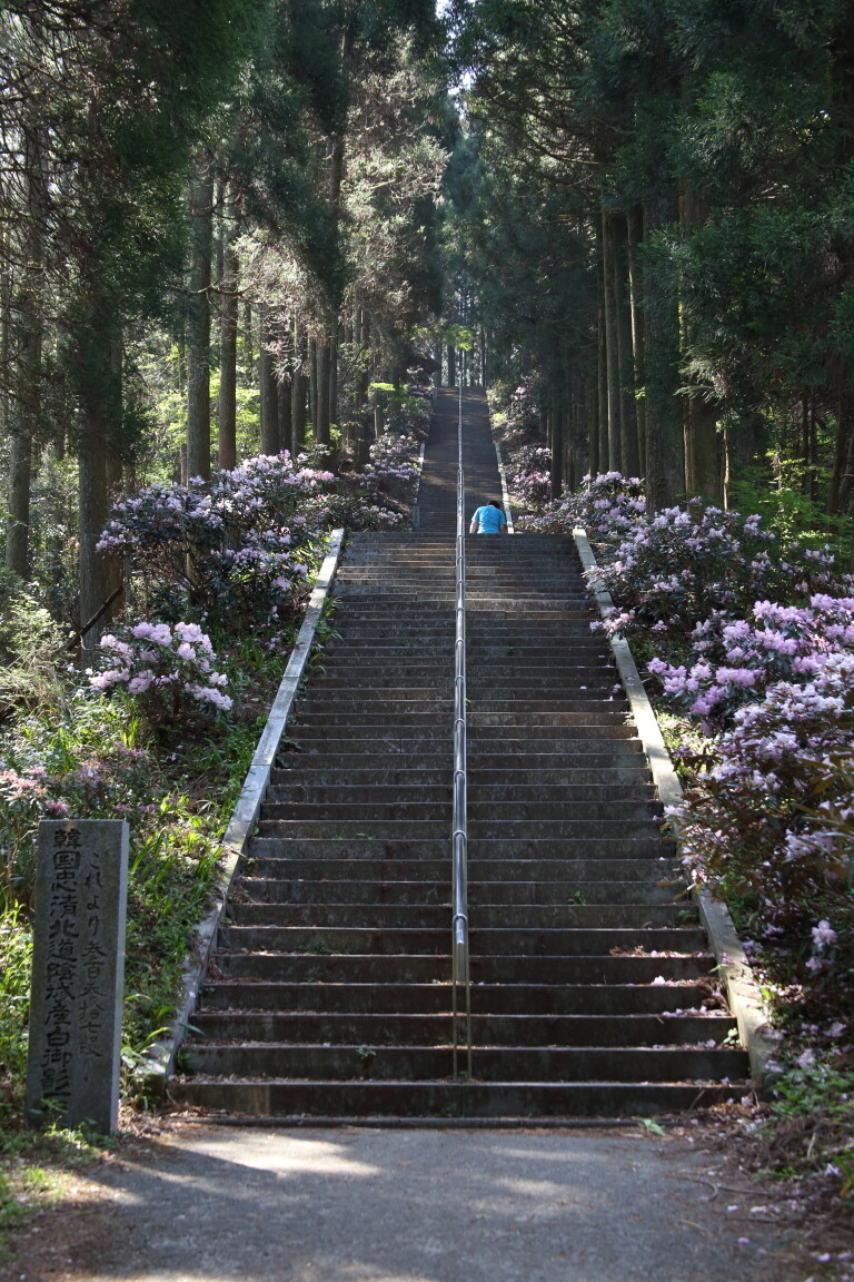 3333段登って釈迦院と大行寺山 / 大行寺山の写真6枚目 / シャクナゲが綺麗です | YAMAP / ヤマップ