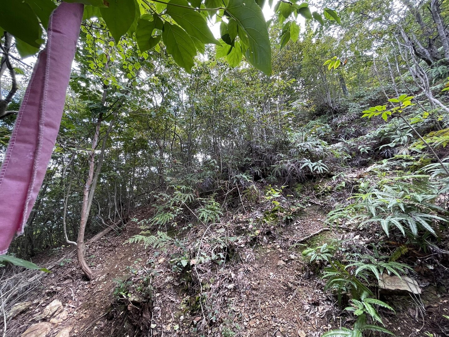 osamさんの投稿したフィールドメモ | YAMAP / ヤマップ