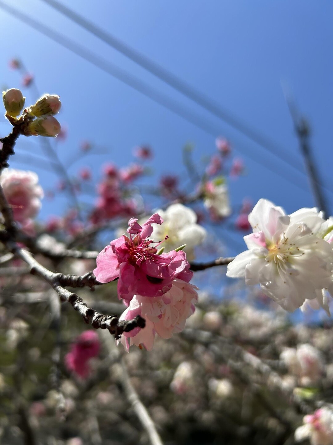 天香久山（談山神社→桜井駅） / Thomasさんの大和三山（天香久山・畝傍山・耳成山）の活動データ | YAMAP / ヤマップ