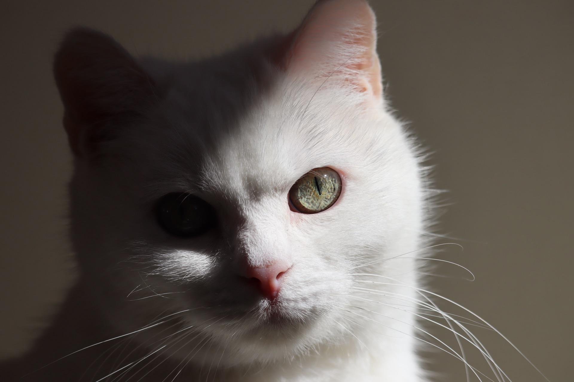 ねこの日🐾 / Neko darake さんのモーメント | YAMAP / ヤマップ