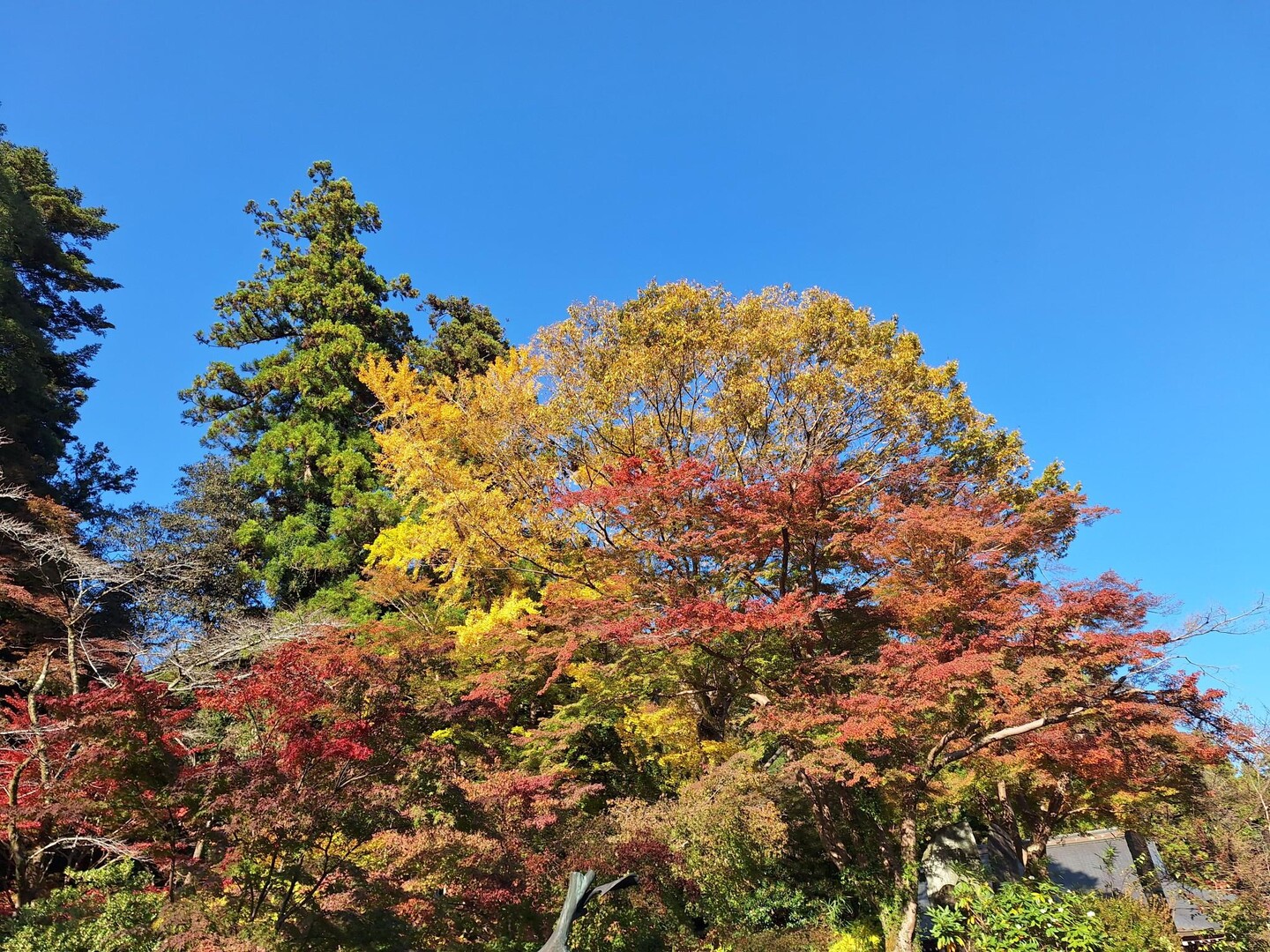 高尾山🍁抜釘手術後の初登り👣 / aya-koさんの高尾山・陣馬山・景信山の活動データ | YAMAP / ヤマップ