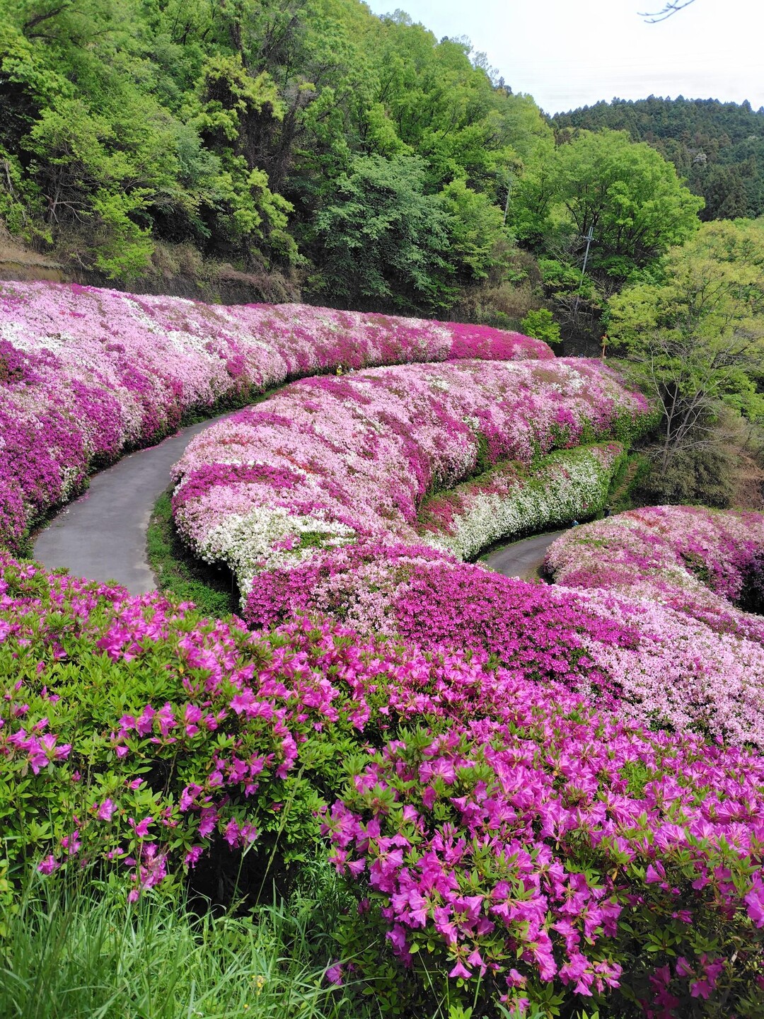 ツツジロールはキレイ だな😍 / keiAM60さんの生駒山・神津嶽・大原山の活動日記 | YAMAP / ヤマップ