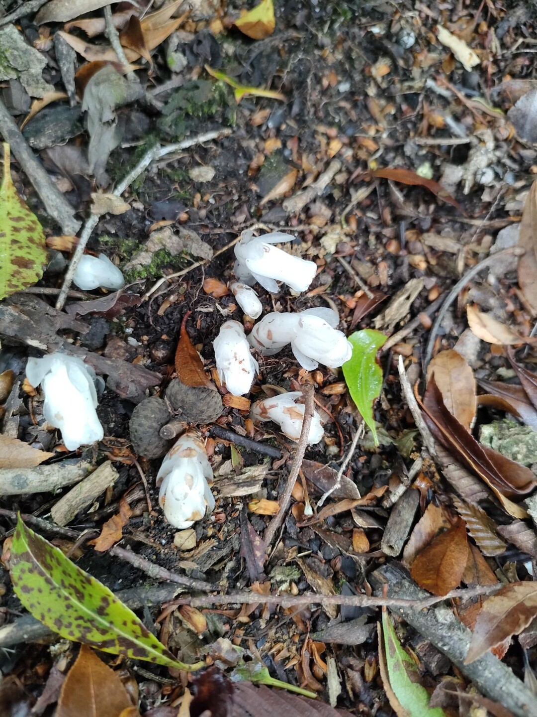 P791・雲母西峰・雲母峰・雲母峰Ⅱ峰 / ズミさんの入道ヶ岳・鎌ヶ岳・仙ヶ岳の活動データ | YAMAP / ヤマップ