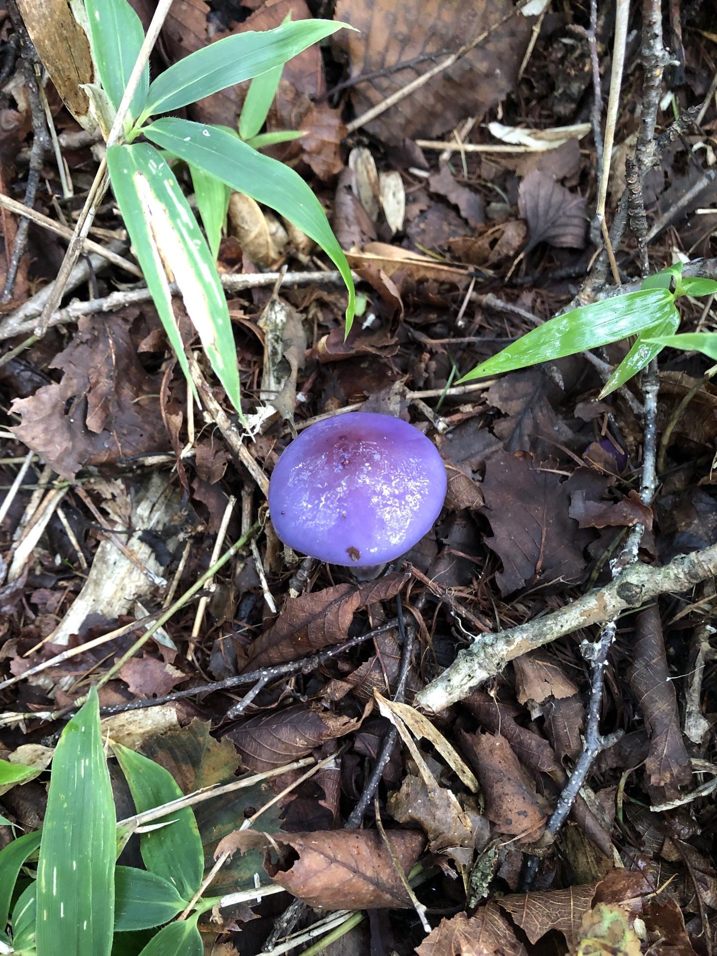 赤城のタマゴでお太れ MC600-133.7/9 / カワガラスさんのヤマノススメ巡礼マップ（赤城山・地蔵岳）の活動データ | YAMAP ...