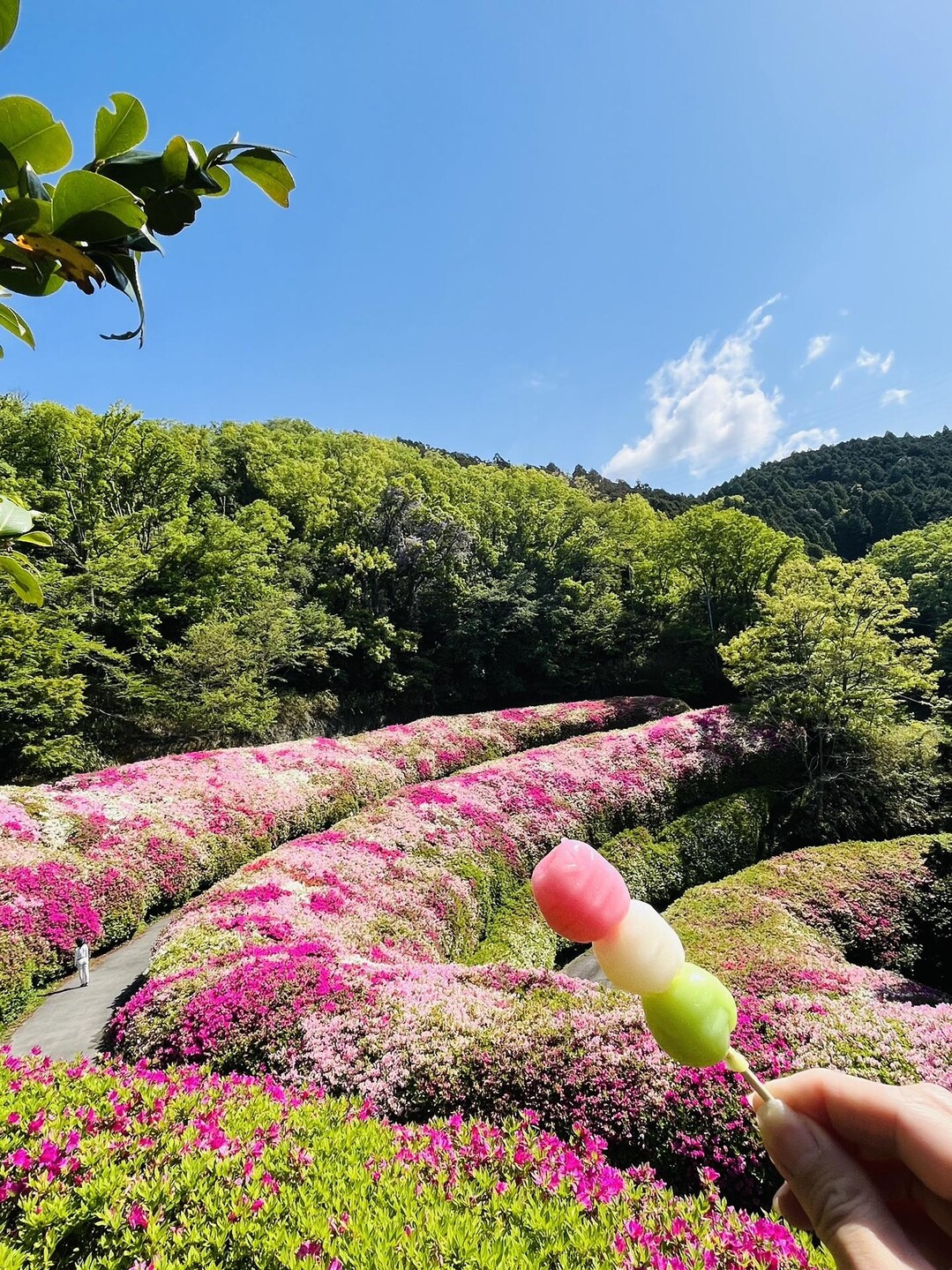 Tsutsuji Roll / jojoさんの生駒山・神津嶽・大原山の活動データ | YAMAP / ヤマップ
