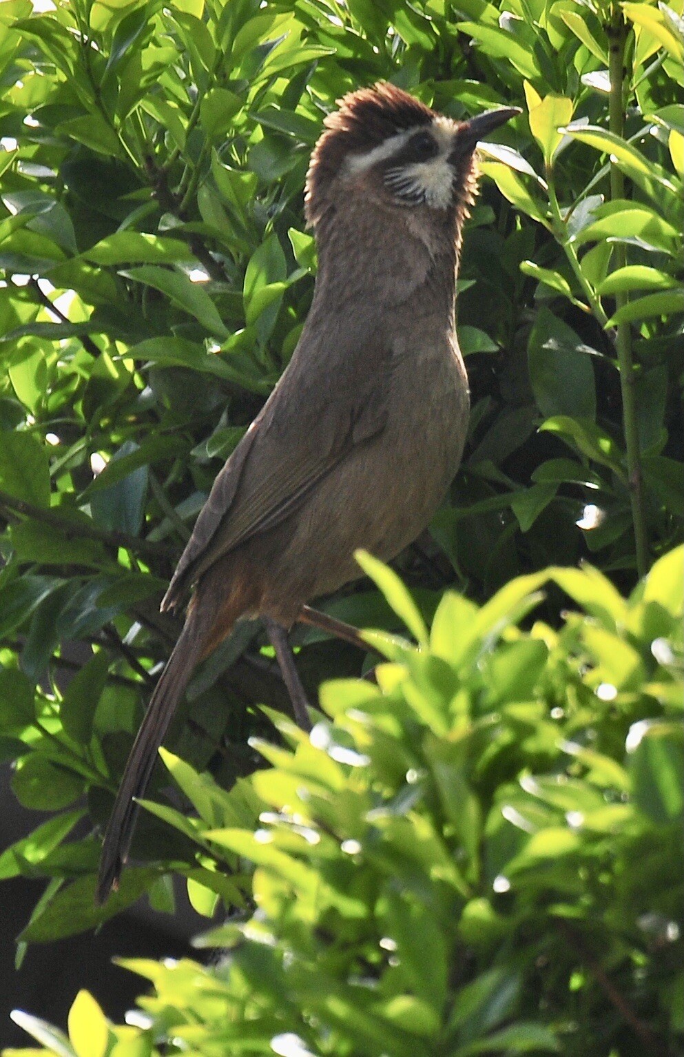 全国的にはかなりレアな鳥、カオジロガビチ... / スーさんのモーメント | YAMAP / ヤマップ