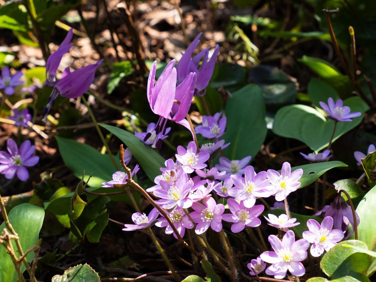はじめての佐渡・ドンデン山 / Hiroshi T.さんの佐渡島の活動データ | YAMAP / ヤマップ
