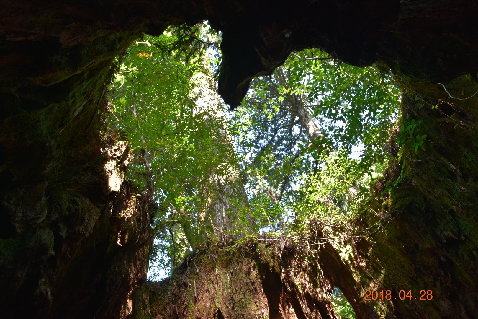 屋久島縦走2日目 / kurichanさんの屋久島・宮之浦岳の活動データ | YAMAP / ヤマップ
