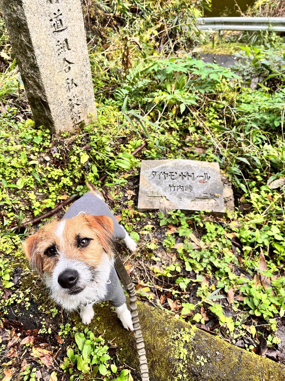 竹内山⛰️朝んぽ / sachiさんの金剛山・二上山・大和葛城山の活動データ | YAMAP / ヤマップ
