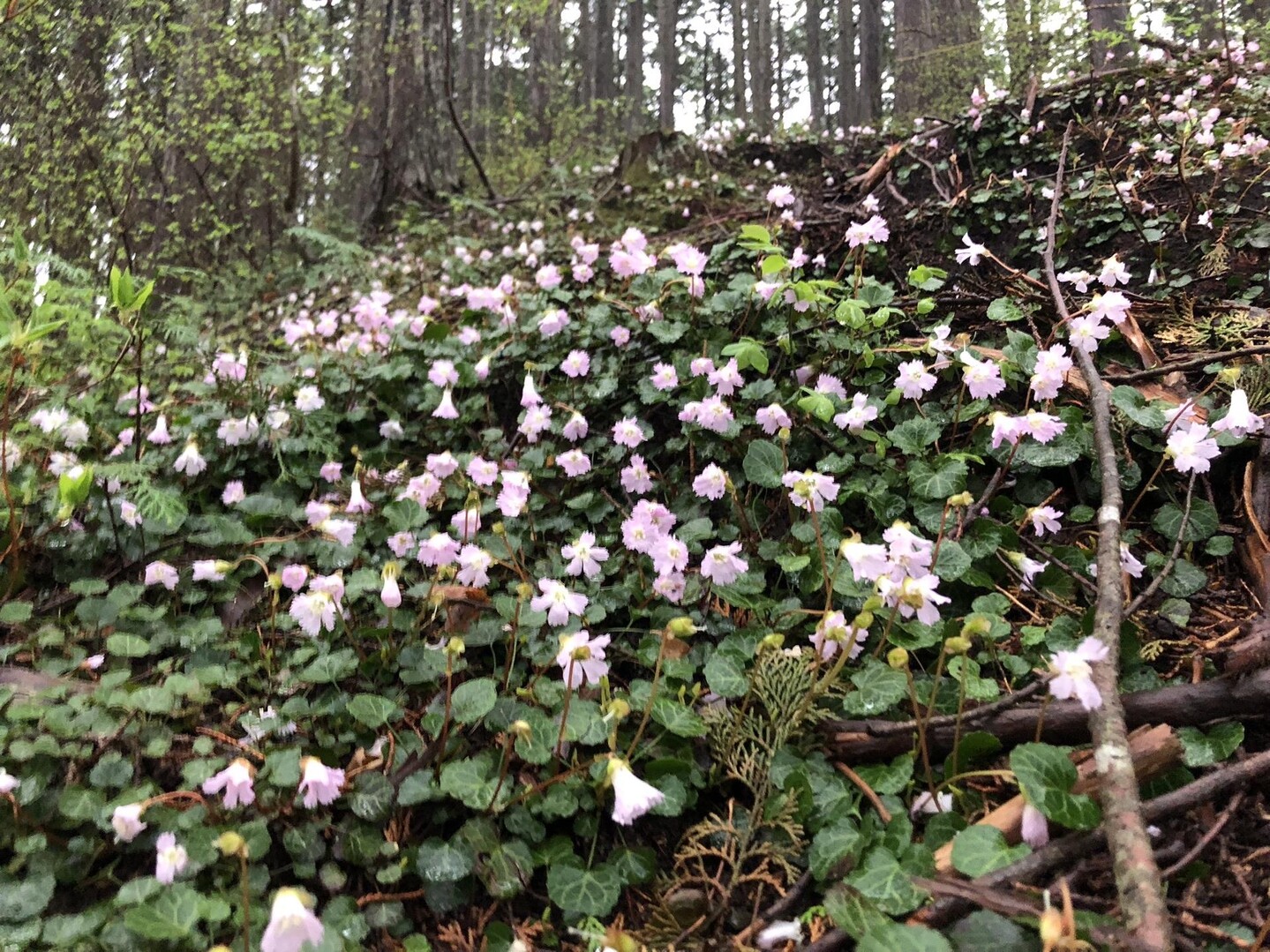 今年はタイミングどうなの 花瓶山 / dragon_zさんの花瓶山の活動データ | YAMAP / ヤマップ