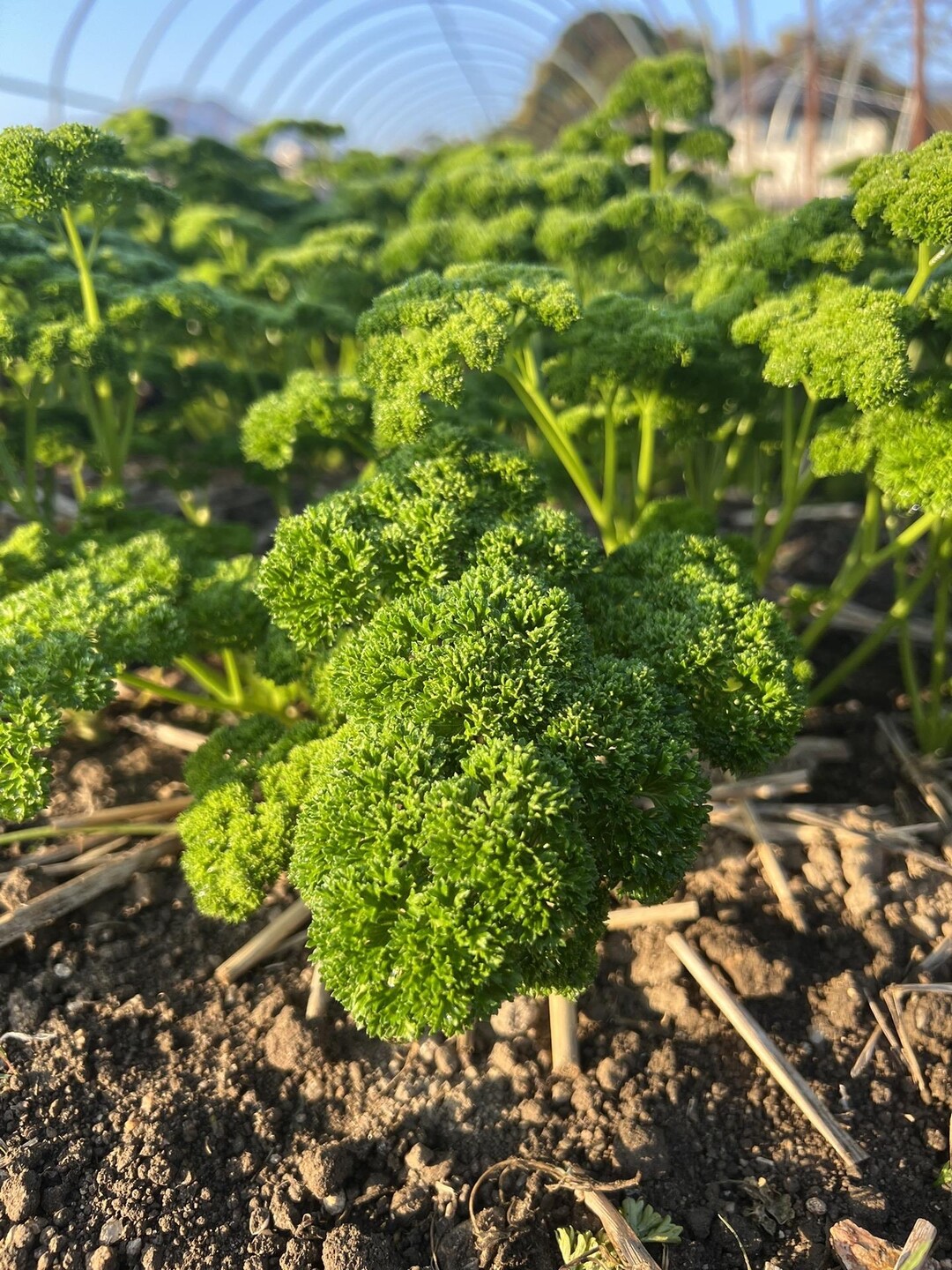 ぷらっとゆるRUN90… pic1 ... / 武田山のテングさんのモーメント | YAMAP / ヤマップ