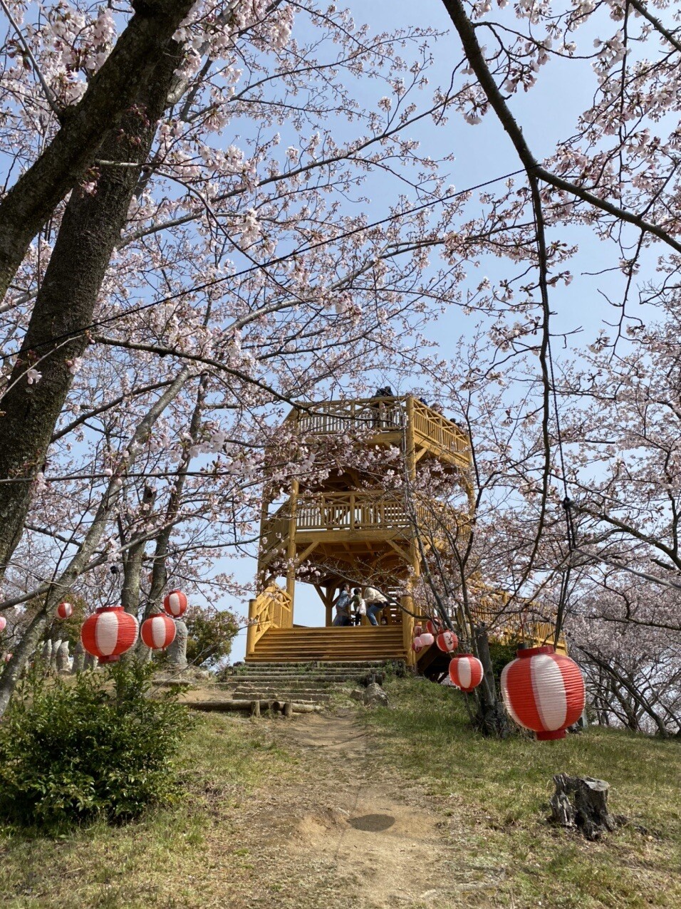 開山公園 桜 満開間近 2021-3-29 / wanbenさんの瀬戸内しまなみ海道 北エリアの活動データ | YAMAP / ヤマップ