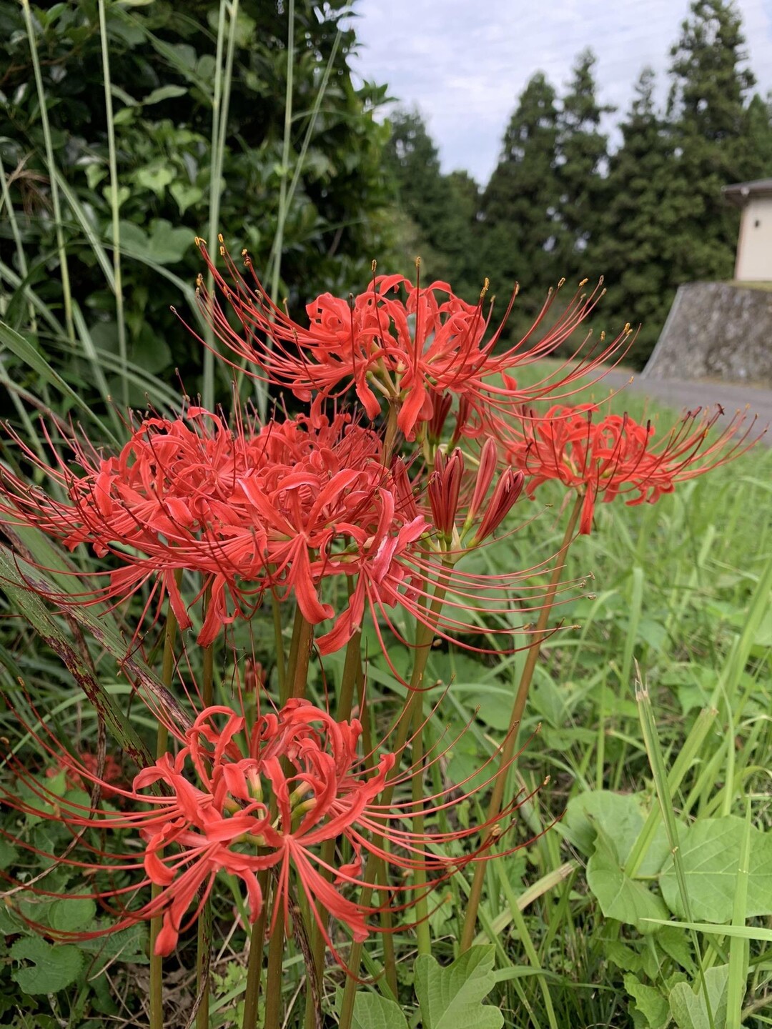 中津山道ぶらり〜 少ししのぎやすくなりま... / seekaさんのモーメント | YAMAP / ヤマップ