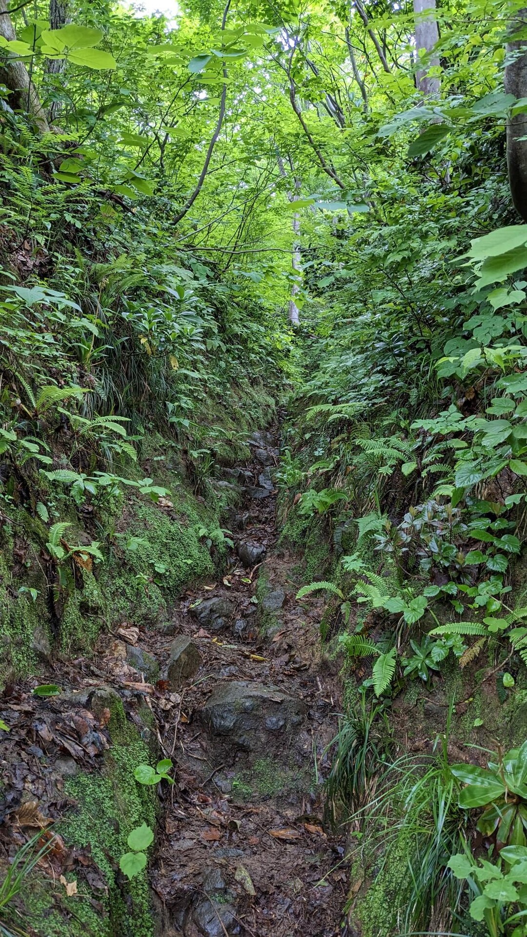 米山 / ma_suさんの米山の活動データ | YAMAP / ヤマップ