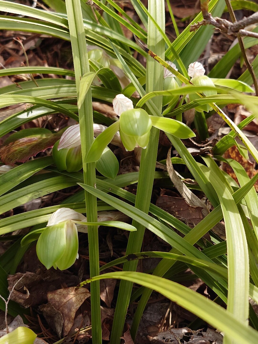 春蘭の竜ヶ岳(西会津) / poppoさんの西会津町の活動データ | YAMAP / ヤマップ