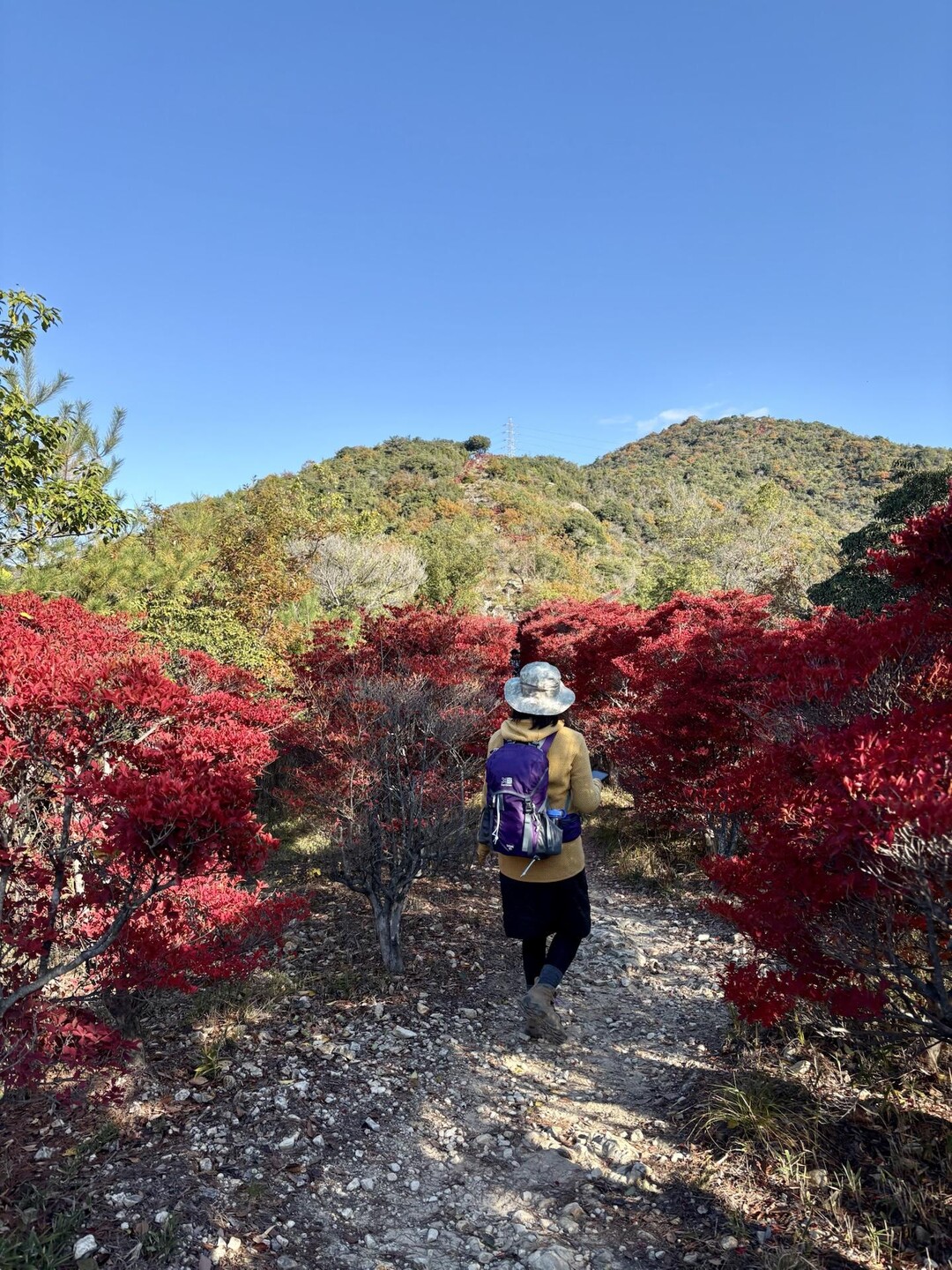 雄鷹台山・後山（往復） / coco☺︎さんの雄鷹台山の活動データ | YAMAP / ヤマップ