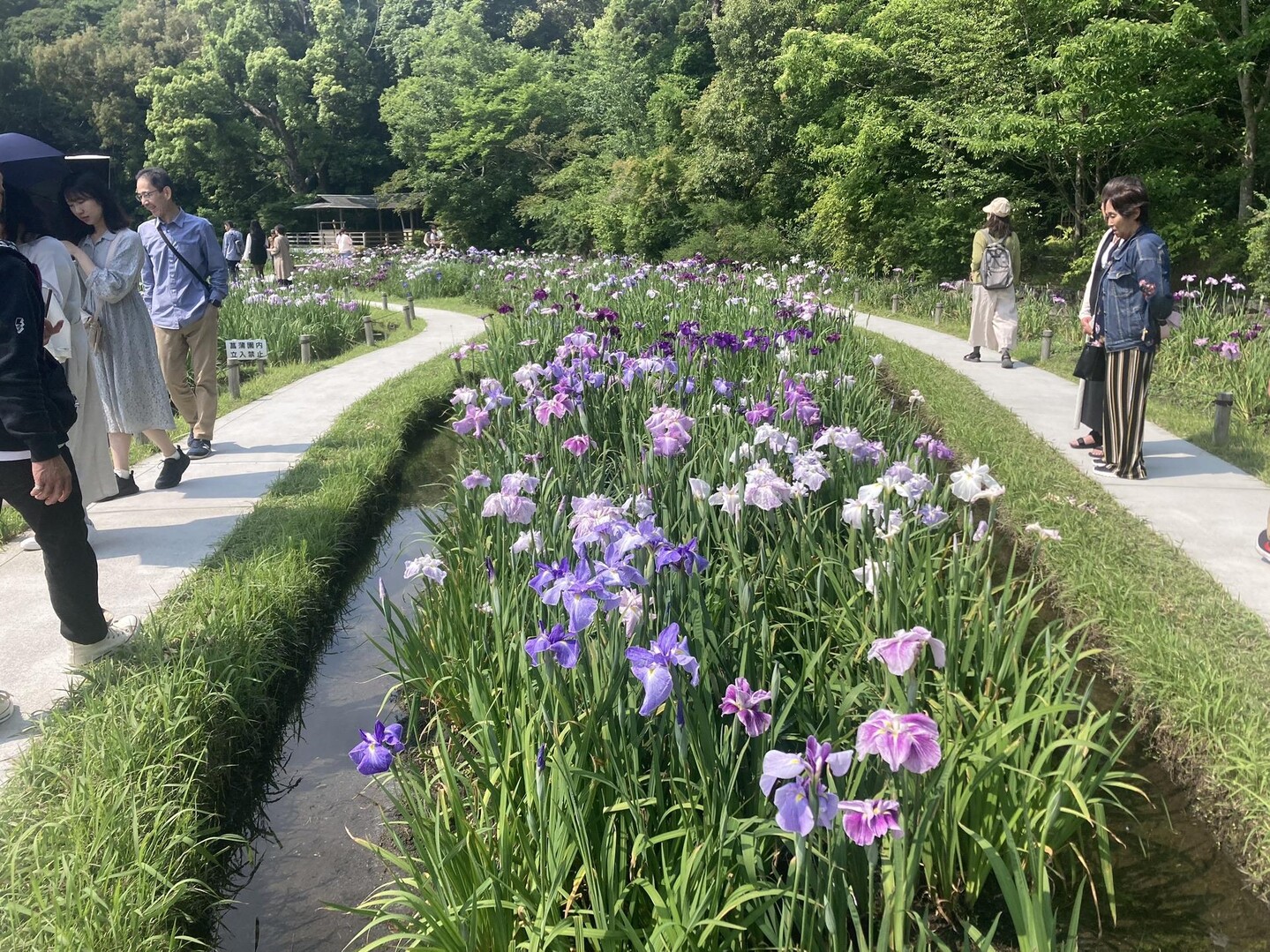 外宮の勾玉池の菖蒲園公開中の為、雨が降る... / kaz330さんのモーメント | YAMAP / ヤマップ