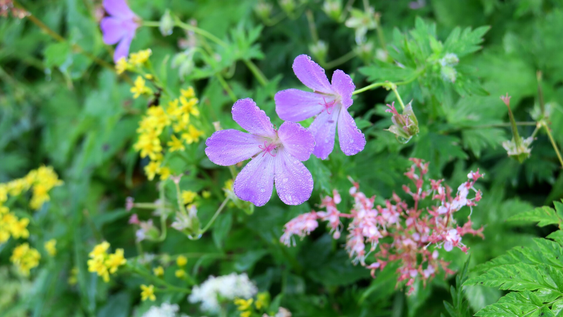 白山（フラワーロードとお花畑）💐 南竜... / tomo1990さんのモーメント | YAMAP / ヤマップ